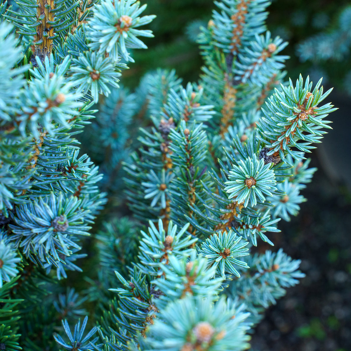 Corbet Colorado Spruce – Plant Detectives
