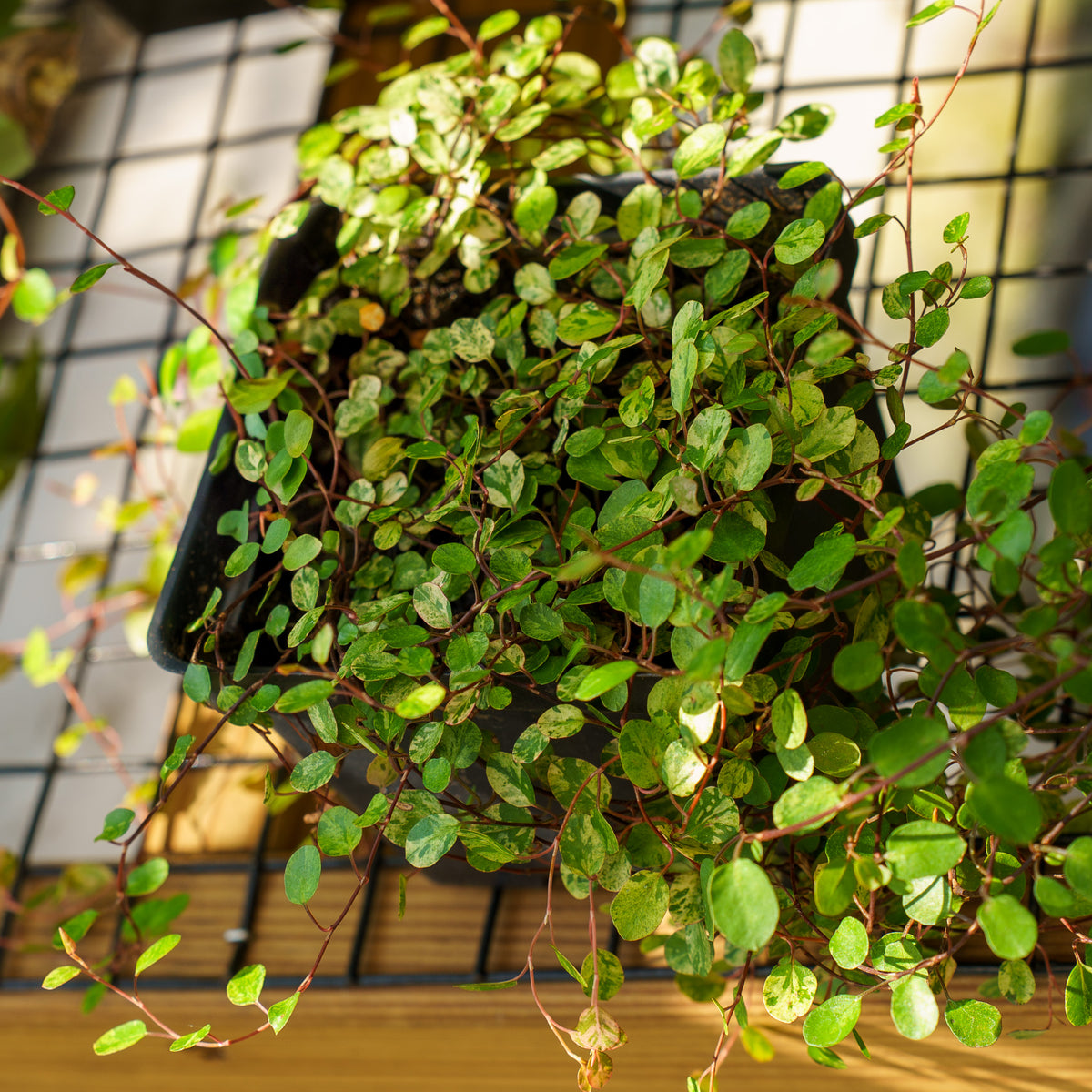Wire Vine – Plant Detectives