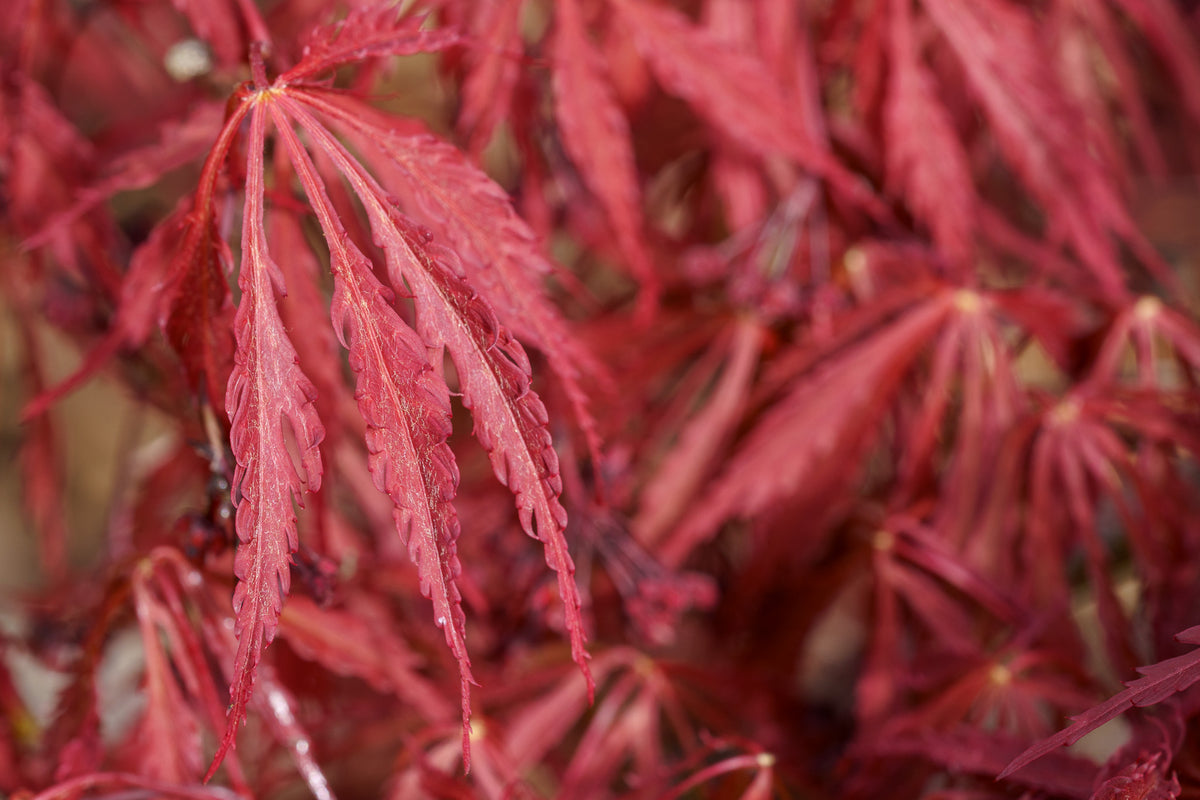 Crimson Princess Laceleaf Japanese Maple – Plant Detectives
