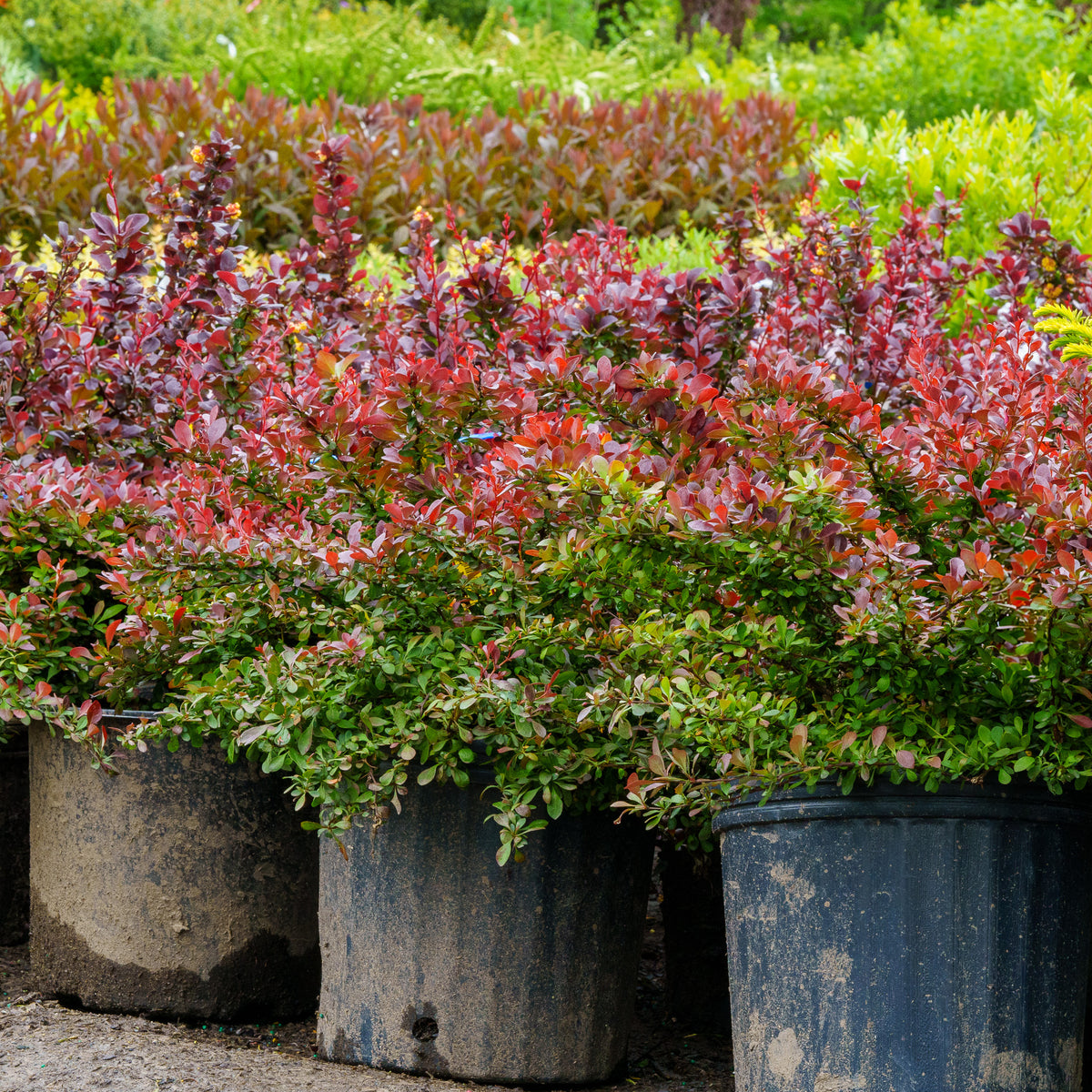 Crimson Pygmy Barberry – Plant Detectives
