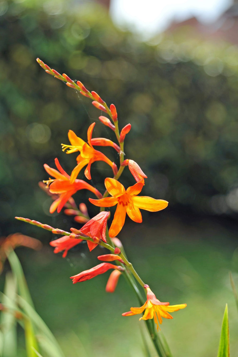 The Crocosmia Guide – Plant Detectives