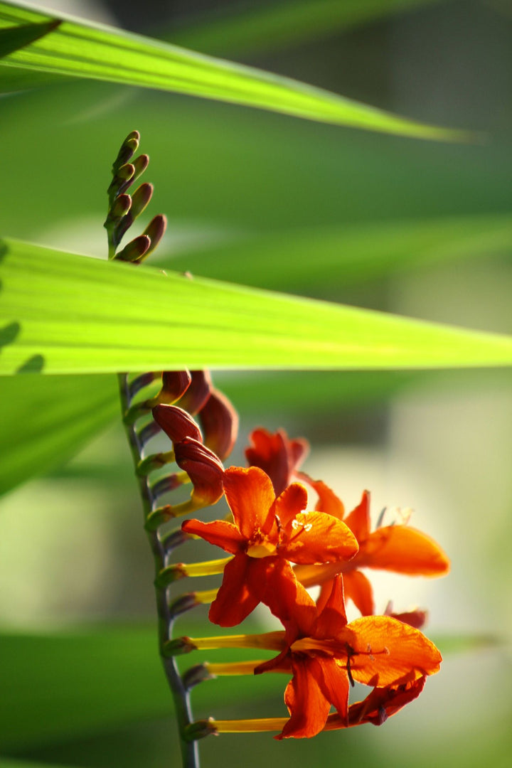 The Crocosmia Guide – Plant Detectives