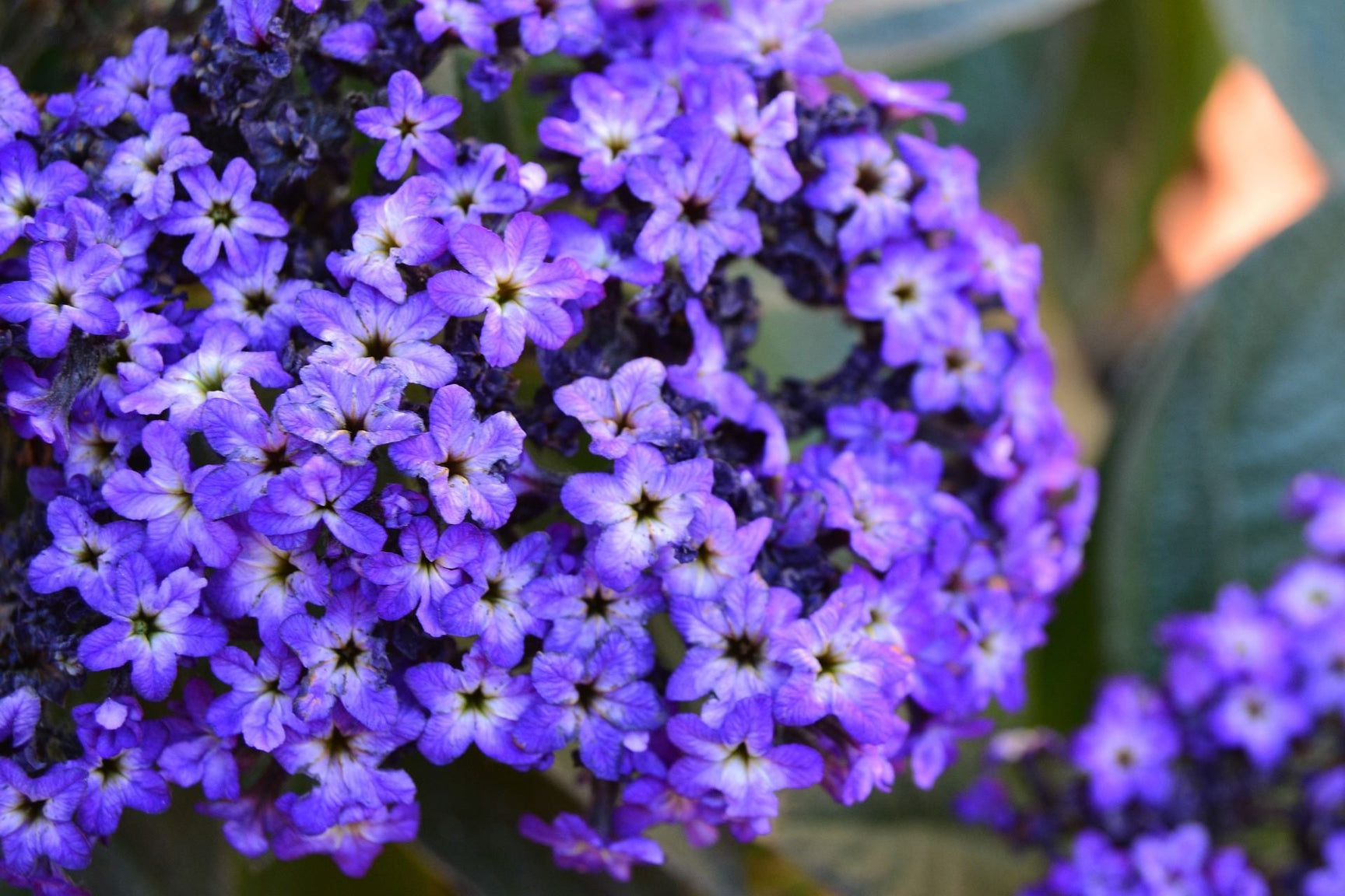 The Cuphea Guide – Plant Detectives