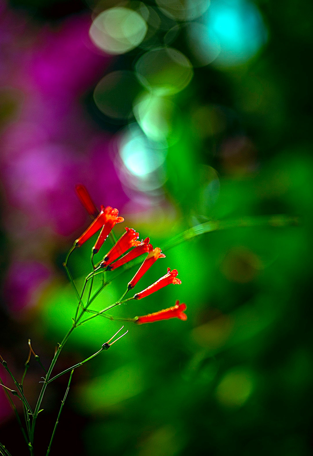 The Cuphea Guide – Plant Detectives