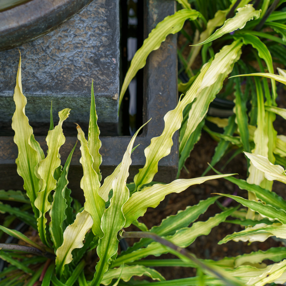 Curly Fries Hosta – Plant Detectives