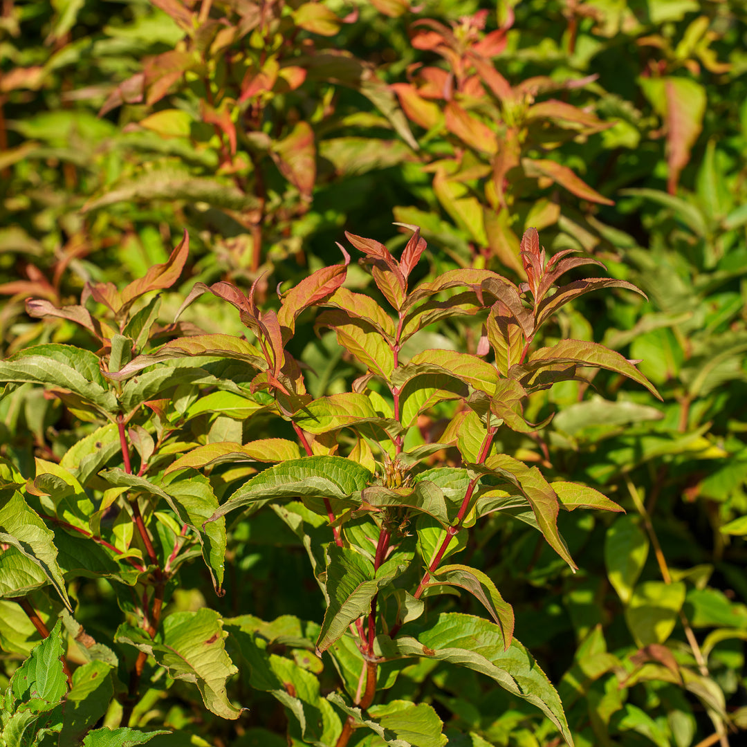 Weigela – Plant Detectives