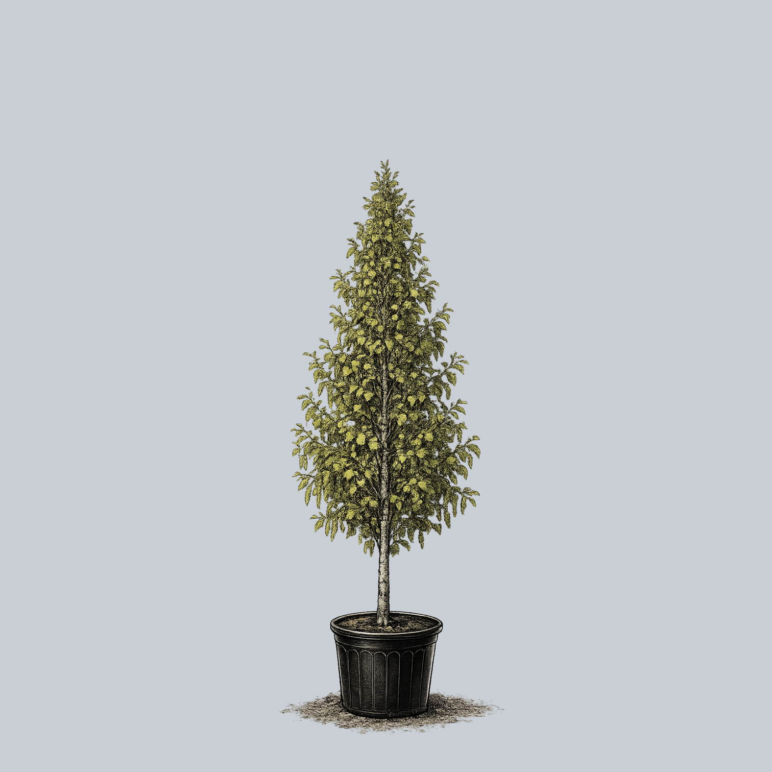 The Birch Guide – Plant Detectives