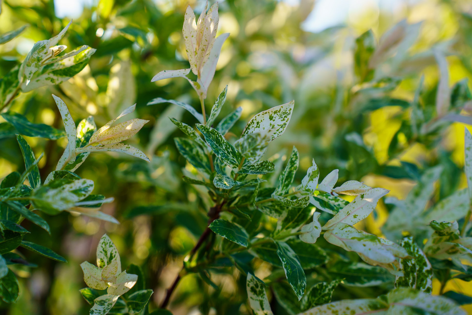 Plant of the Week - Dappled Willow – Plant Detectives