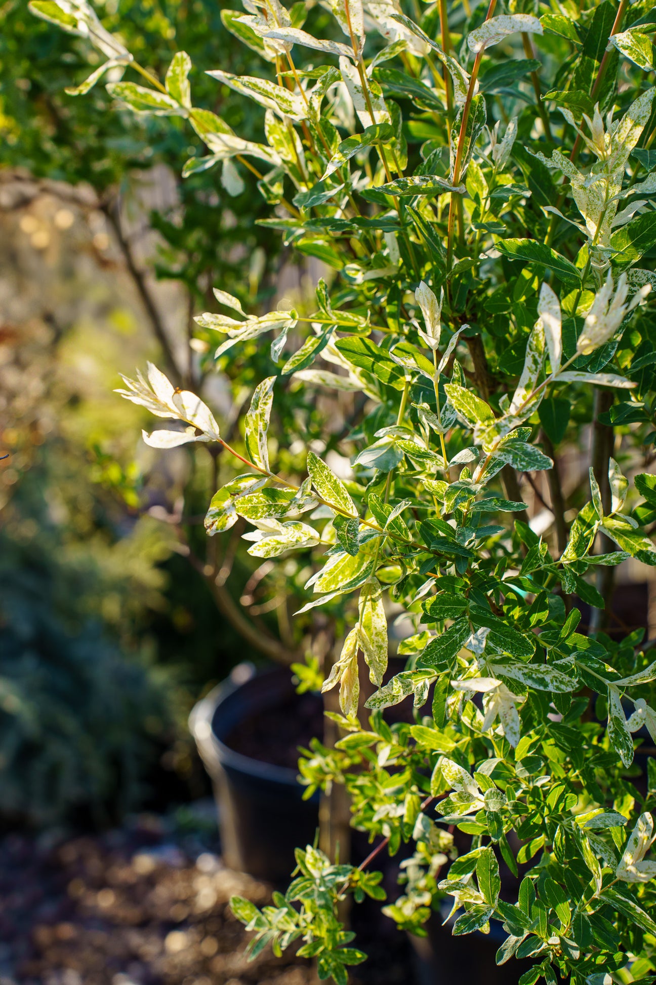 Plant of the Week - Dappled Willow – Plant Detectives