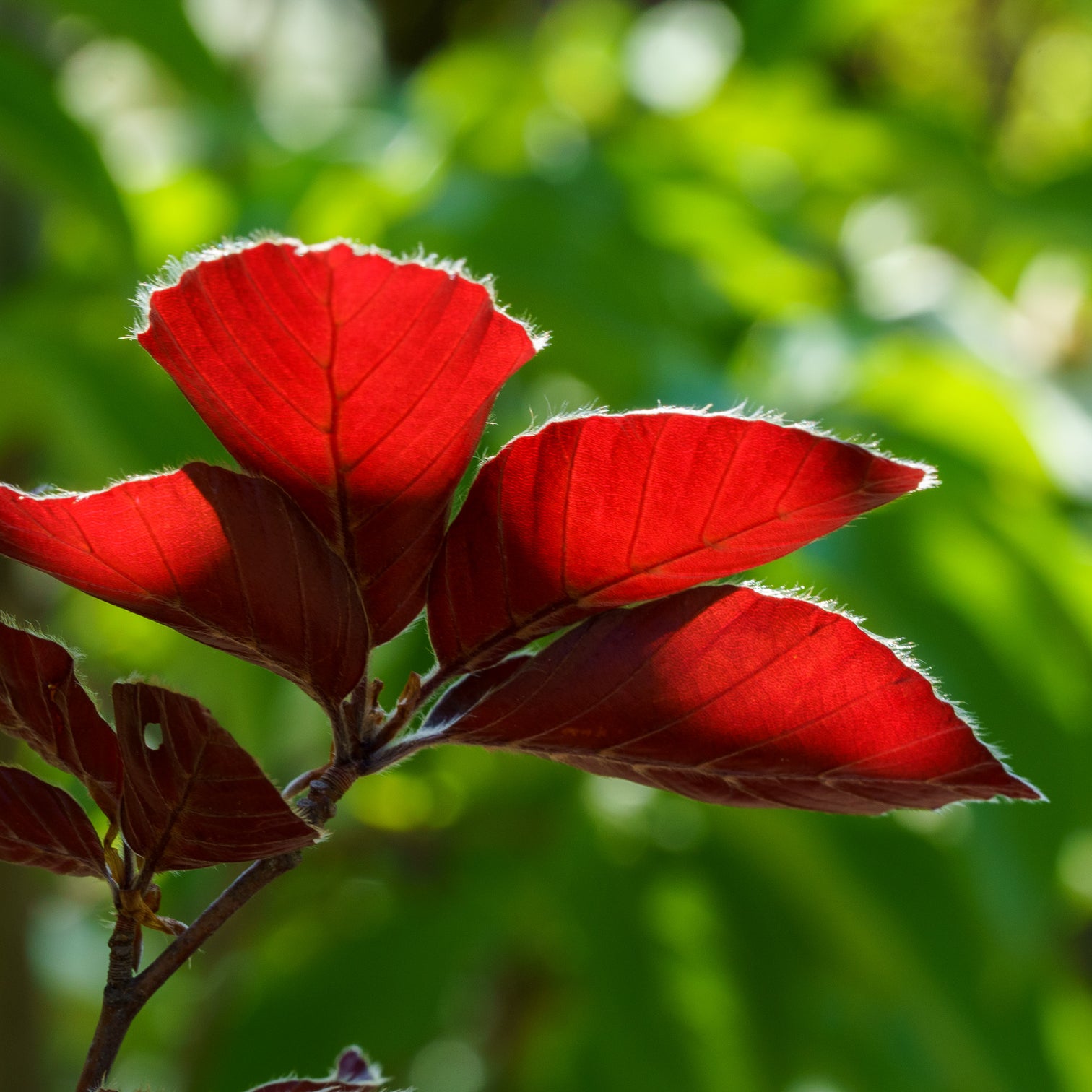 The Beech Guide – Plant Detectives