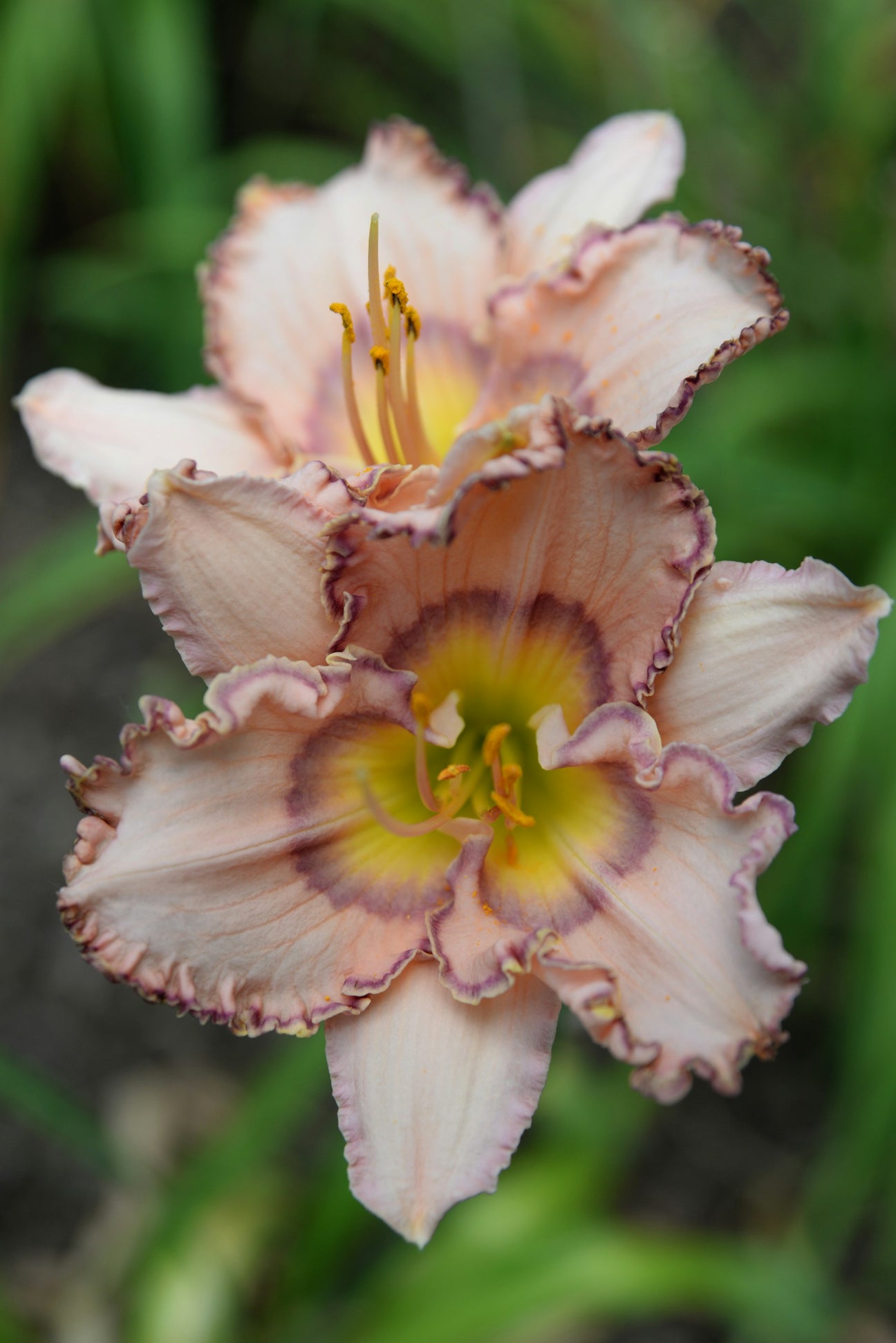The Hemerocallis Guide – Plant Detectives