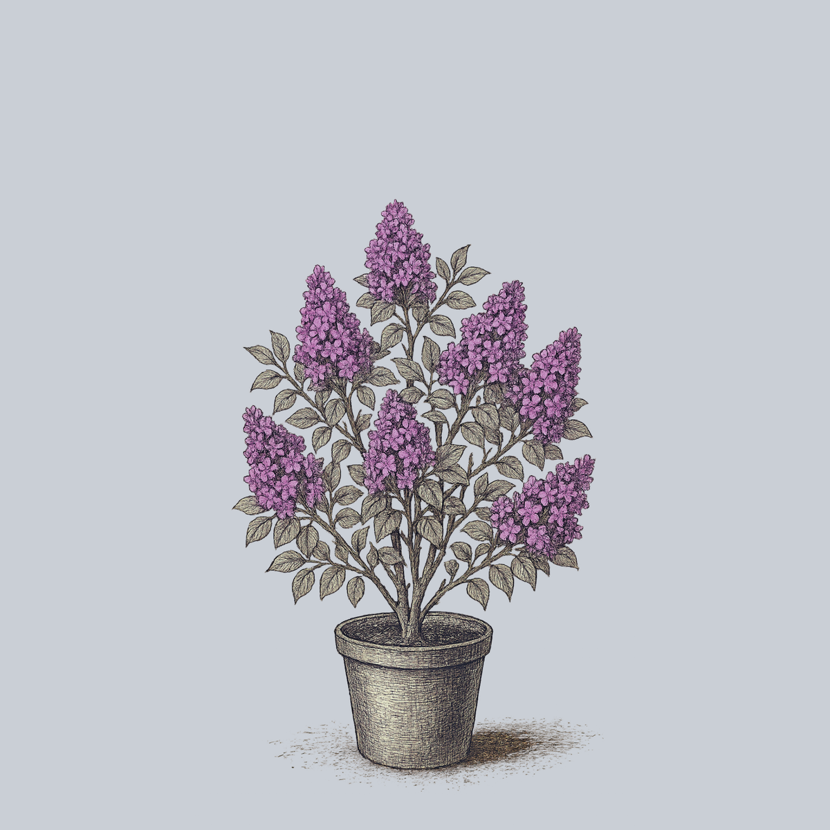 Declaration Lilac – Plant Detectives