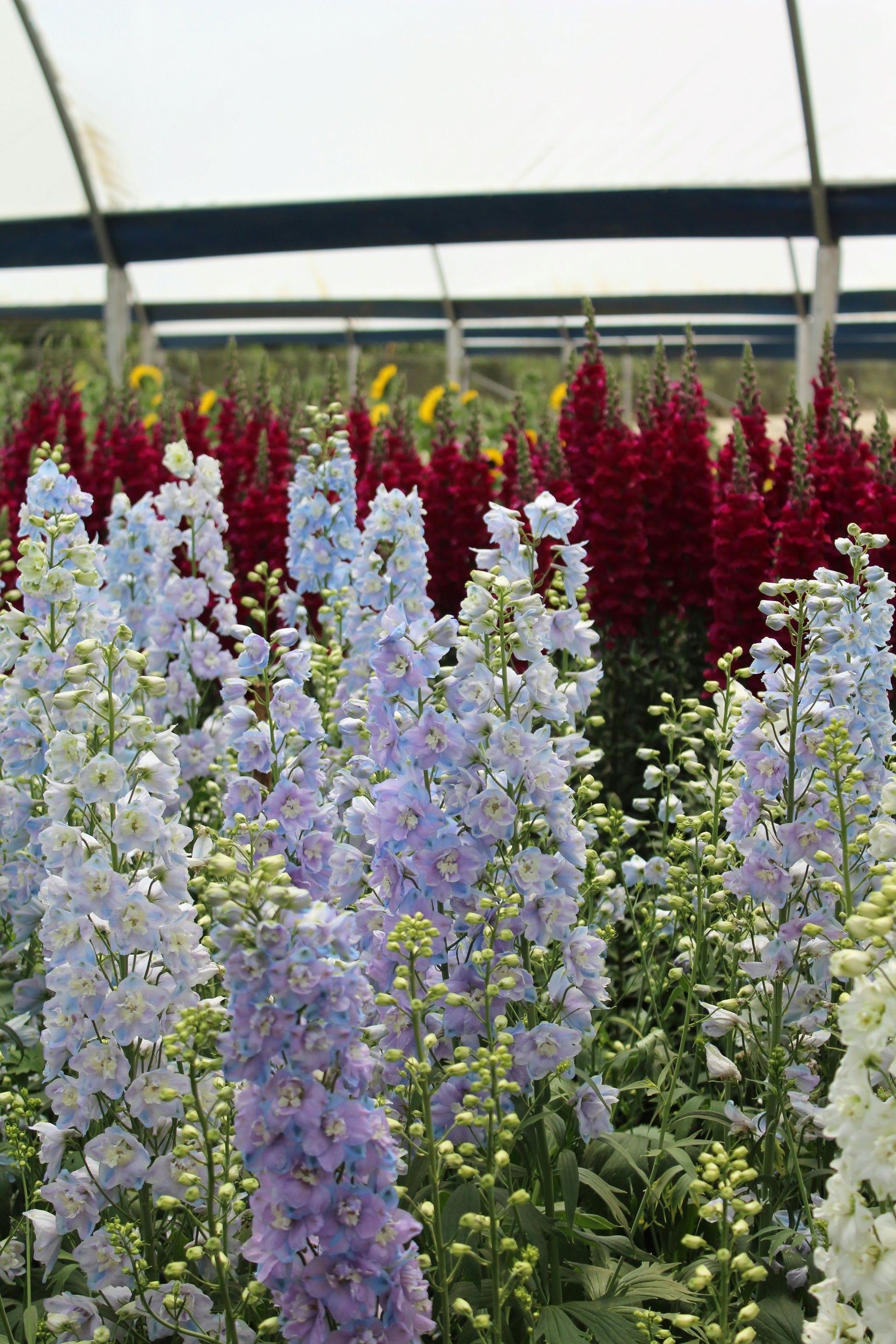 The Delphinium Guide – Plant Detectives