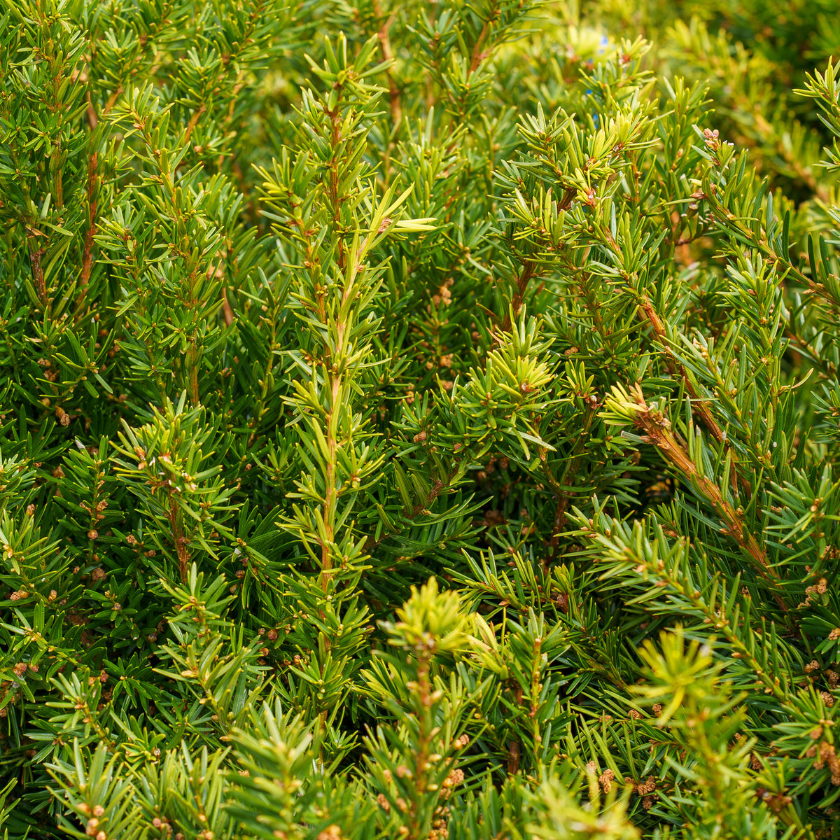 Densiformis Yew – Plant Detectives