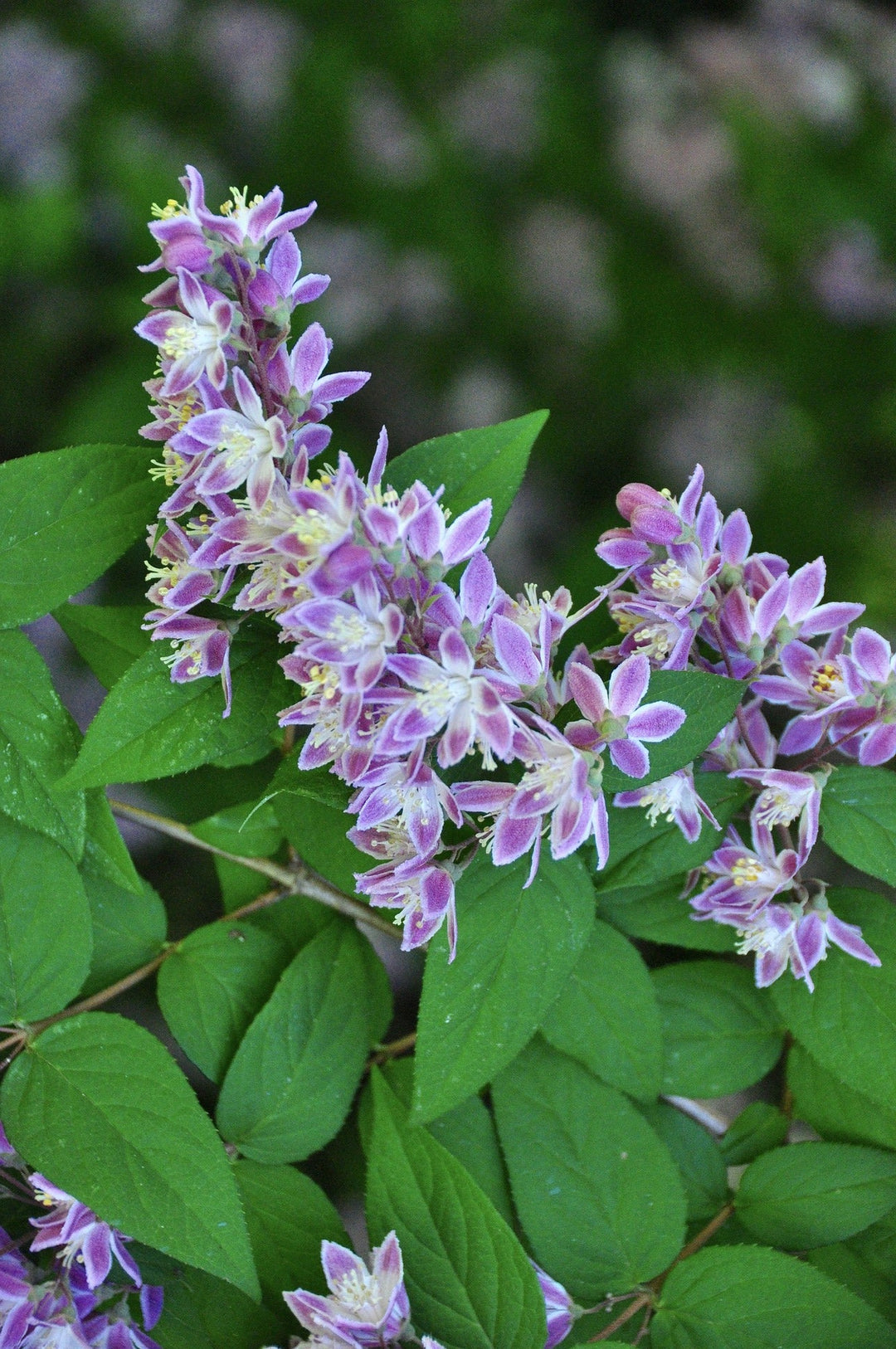 The Deutzia Guide – Plant Detectives