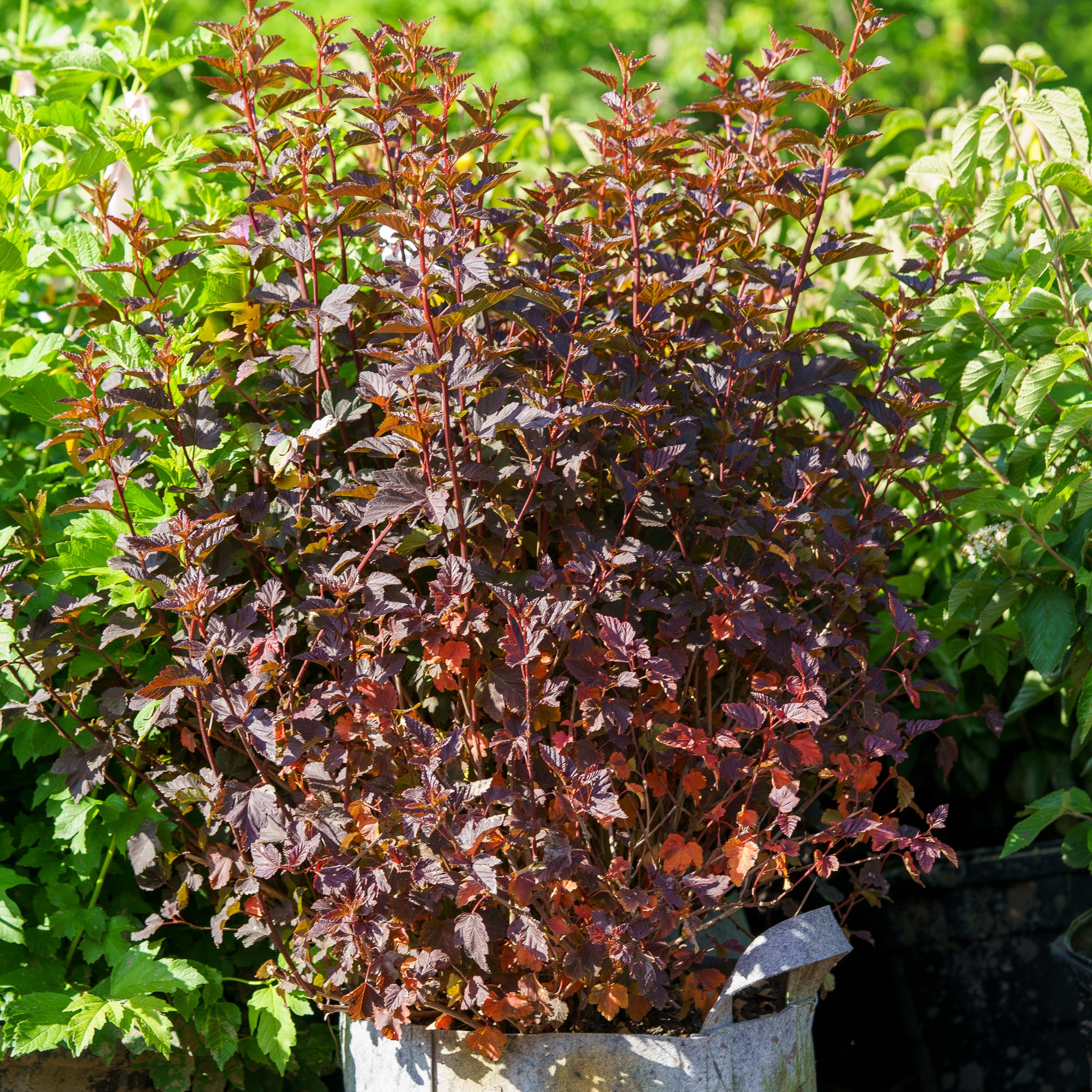 Diablo Ninebark – Plant Detectives