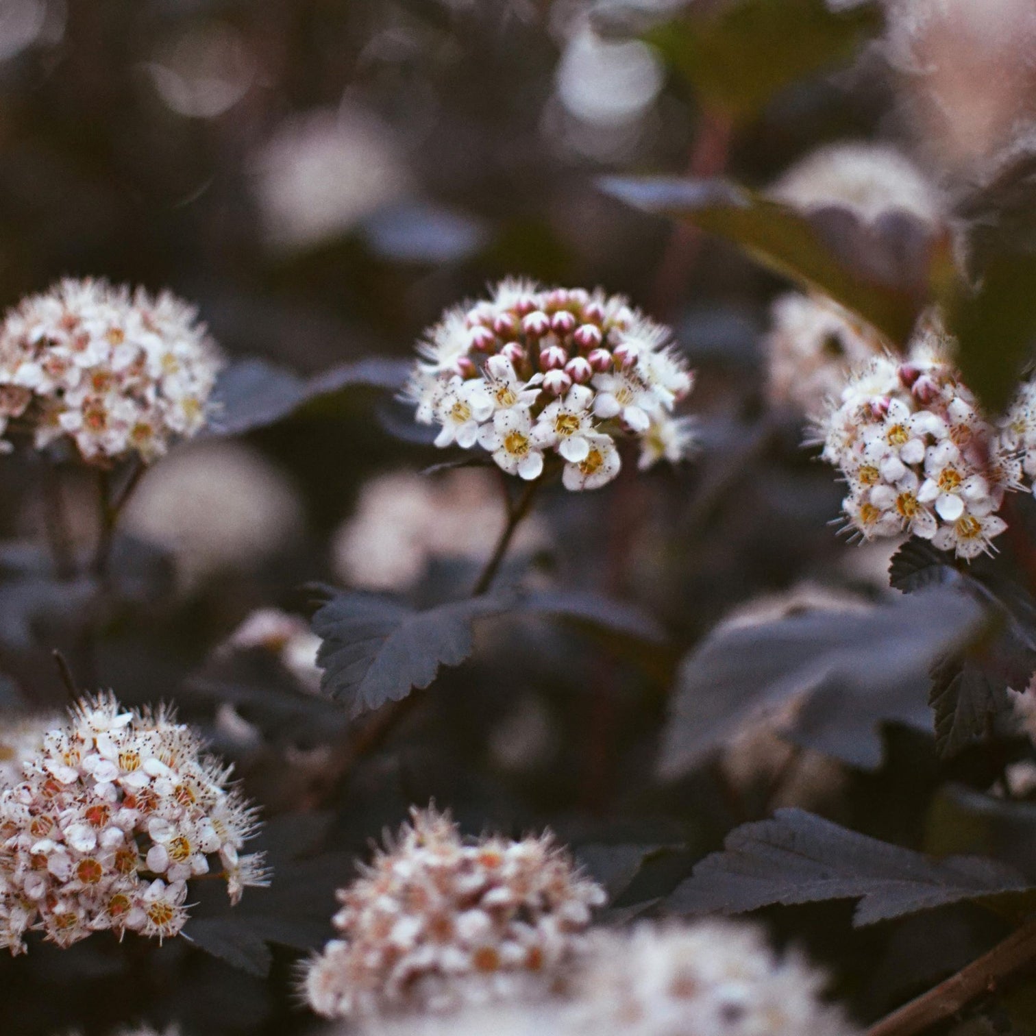 The Ninebark Guide – Plant Detectives