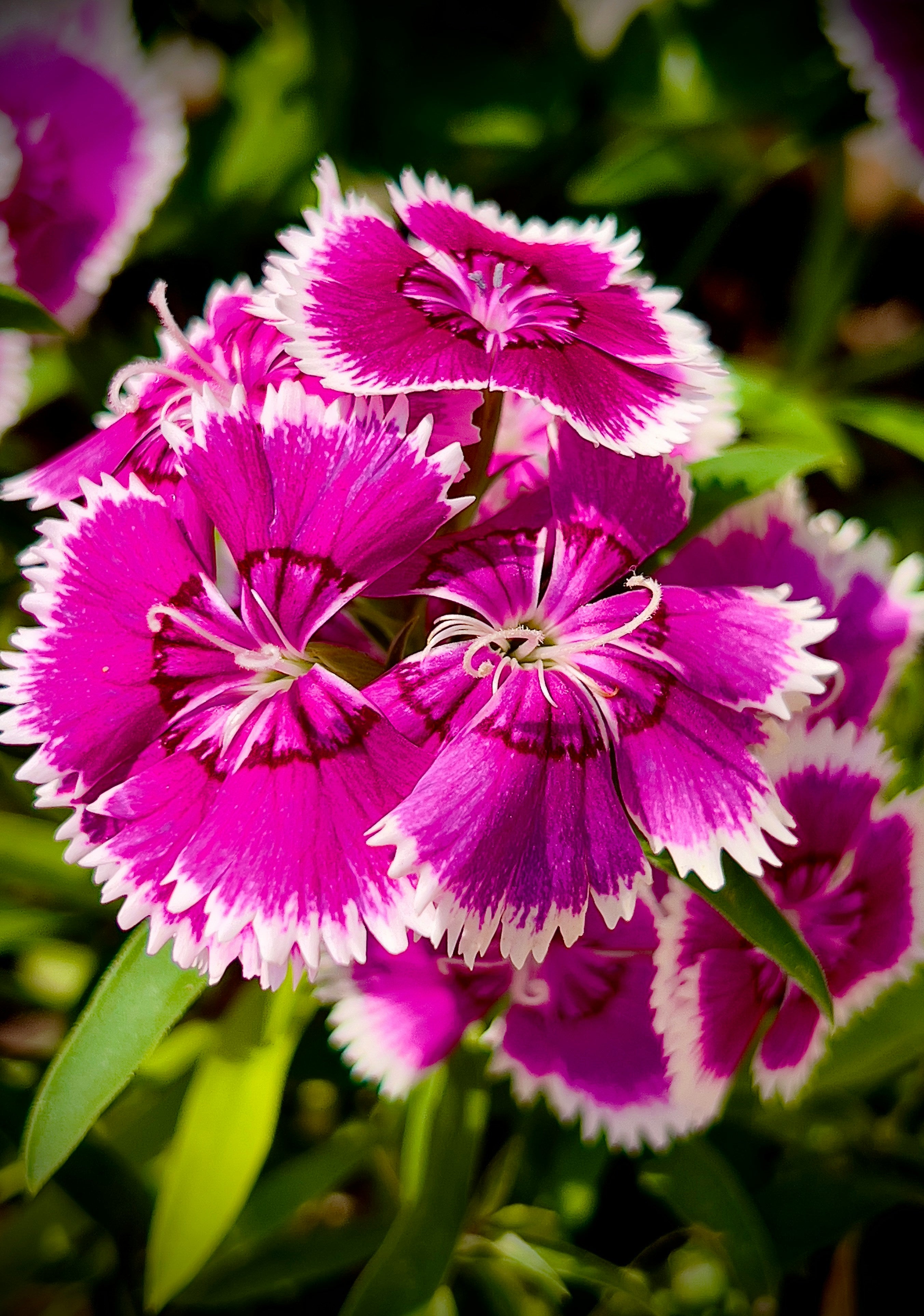 Dianthus – Plant Detectives