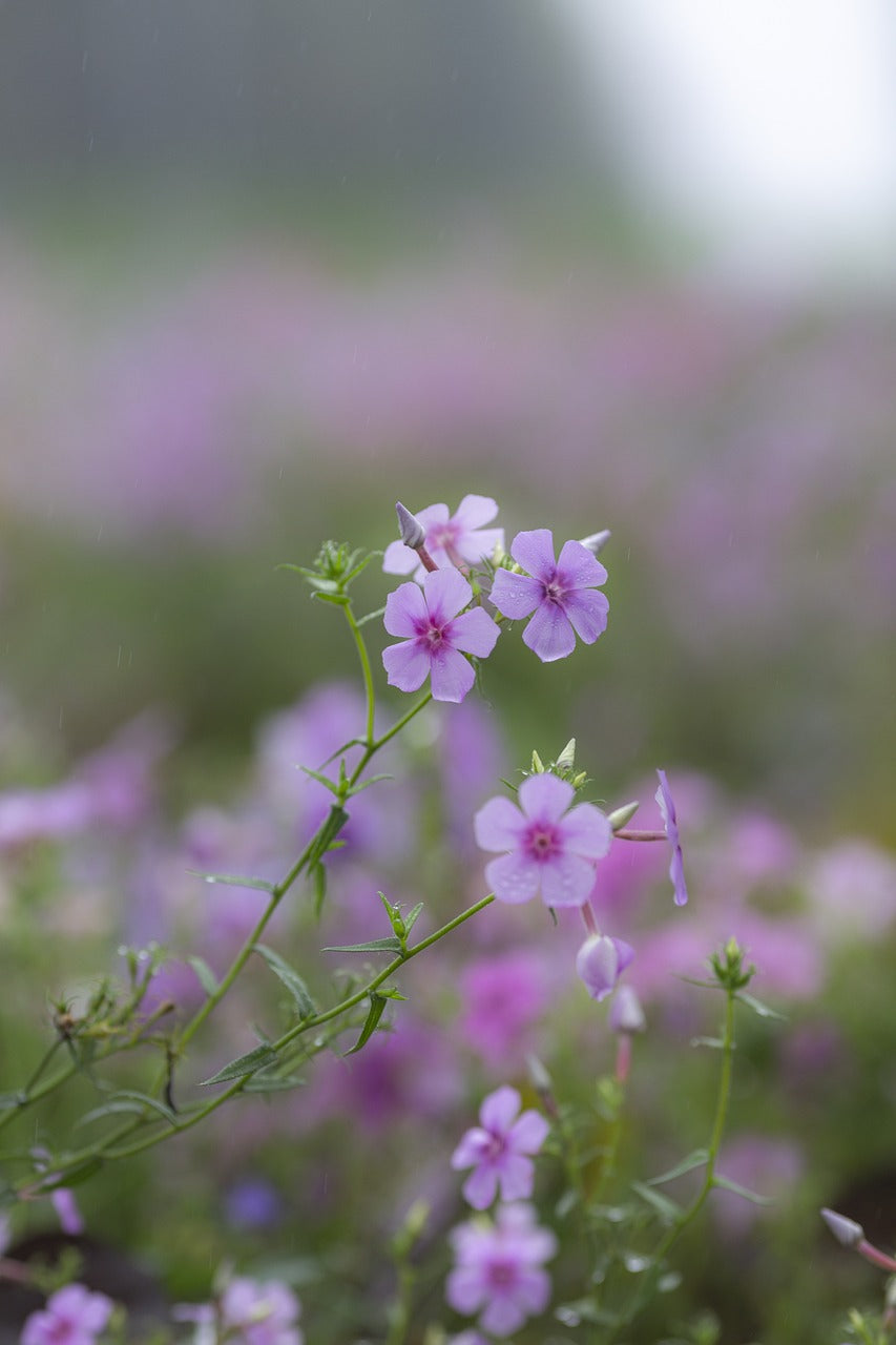 Pinks (Dianthus) – Plant Detectives