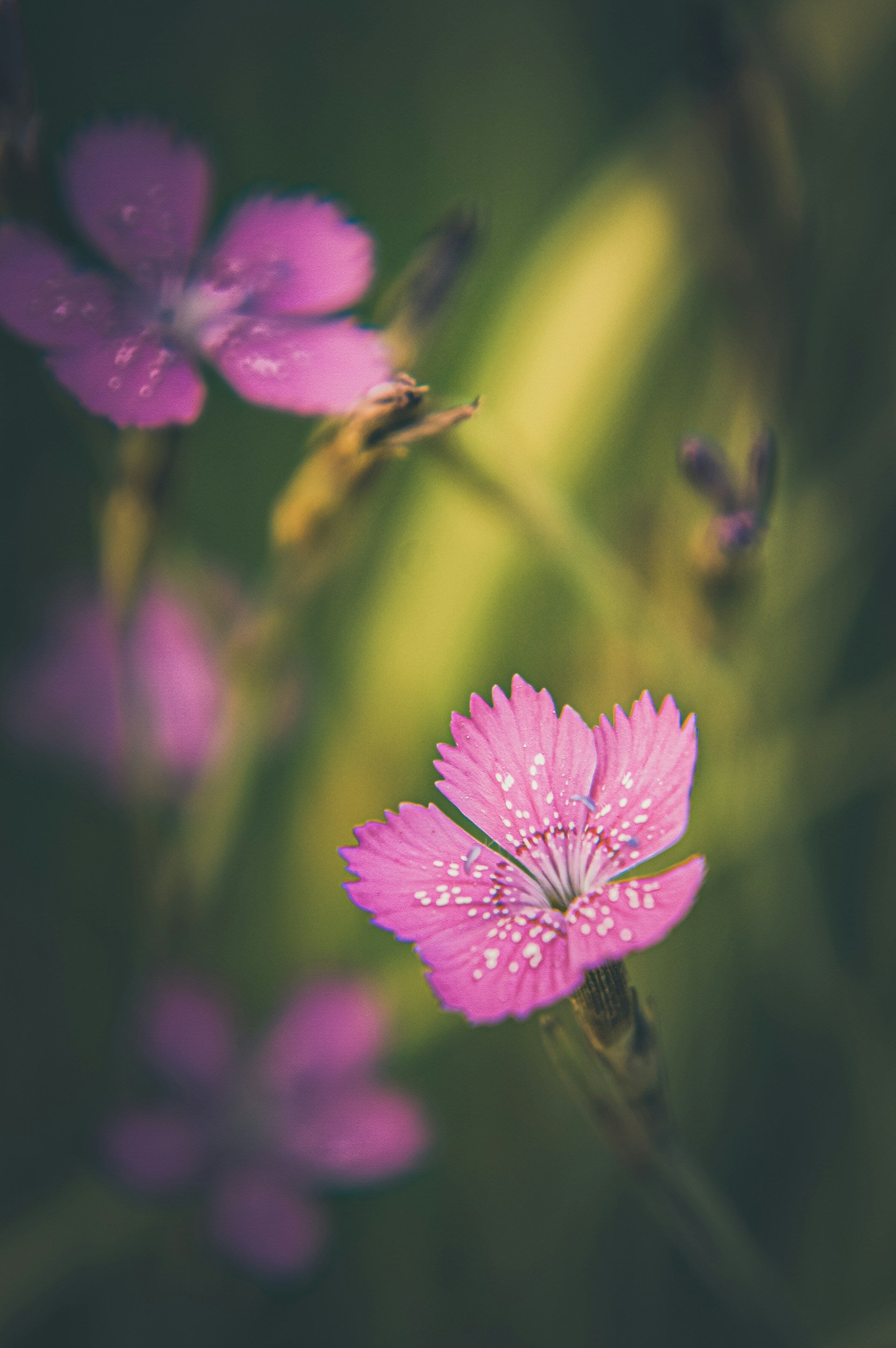 Pinks (Dianthus) – Plant Detectives