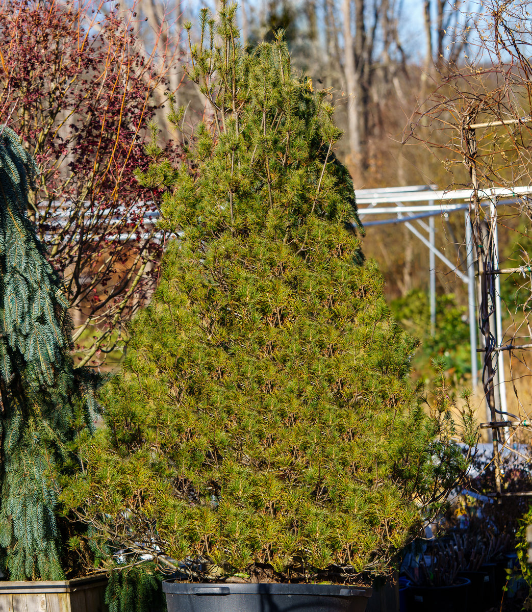Diggy Eastern White Pine – Plant Detectives