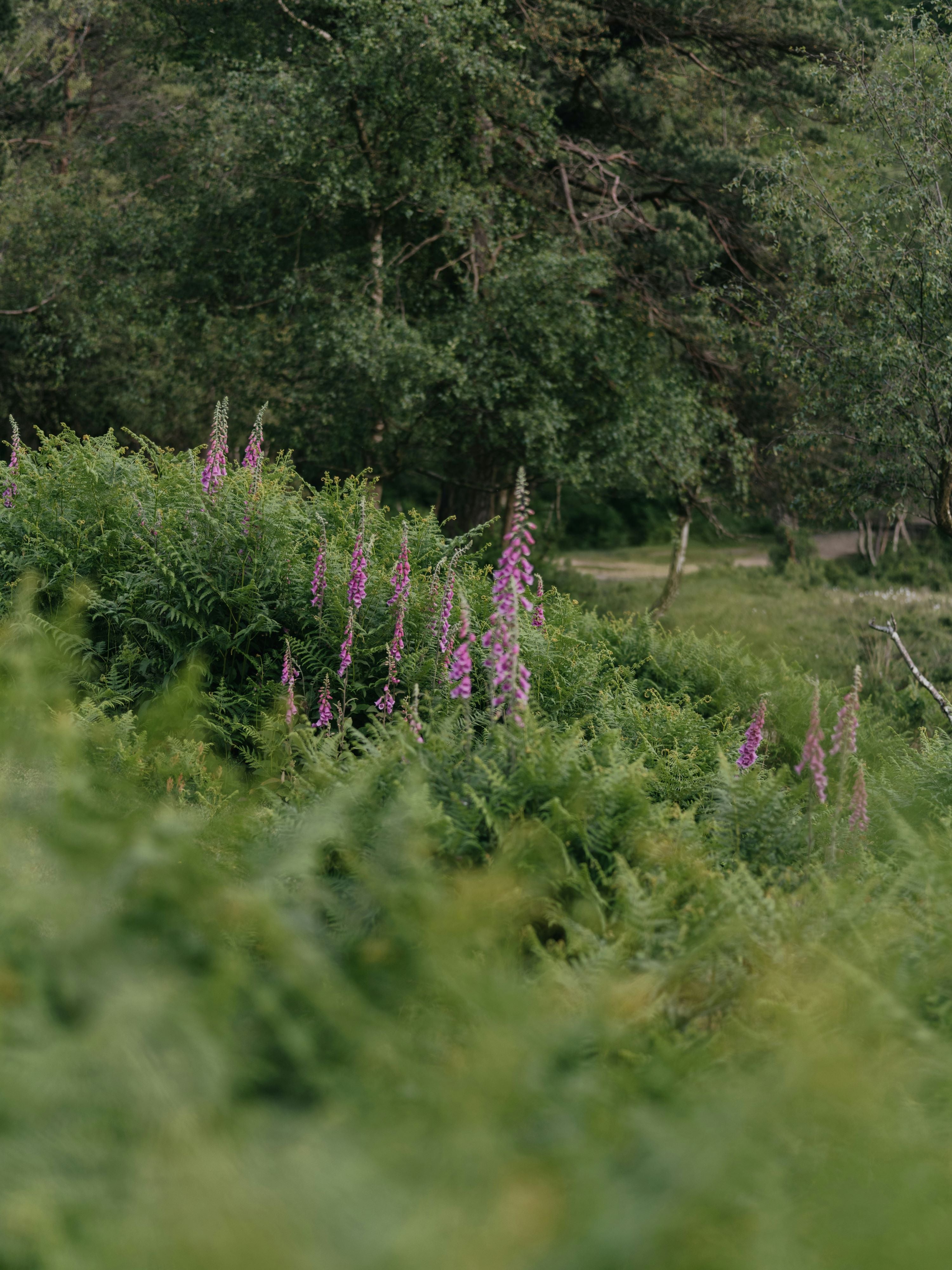 The Digitalis Guide – Plant Detectives
