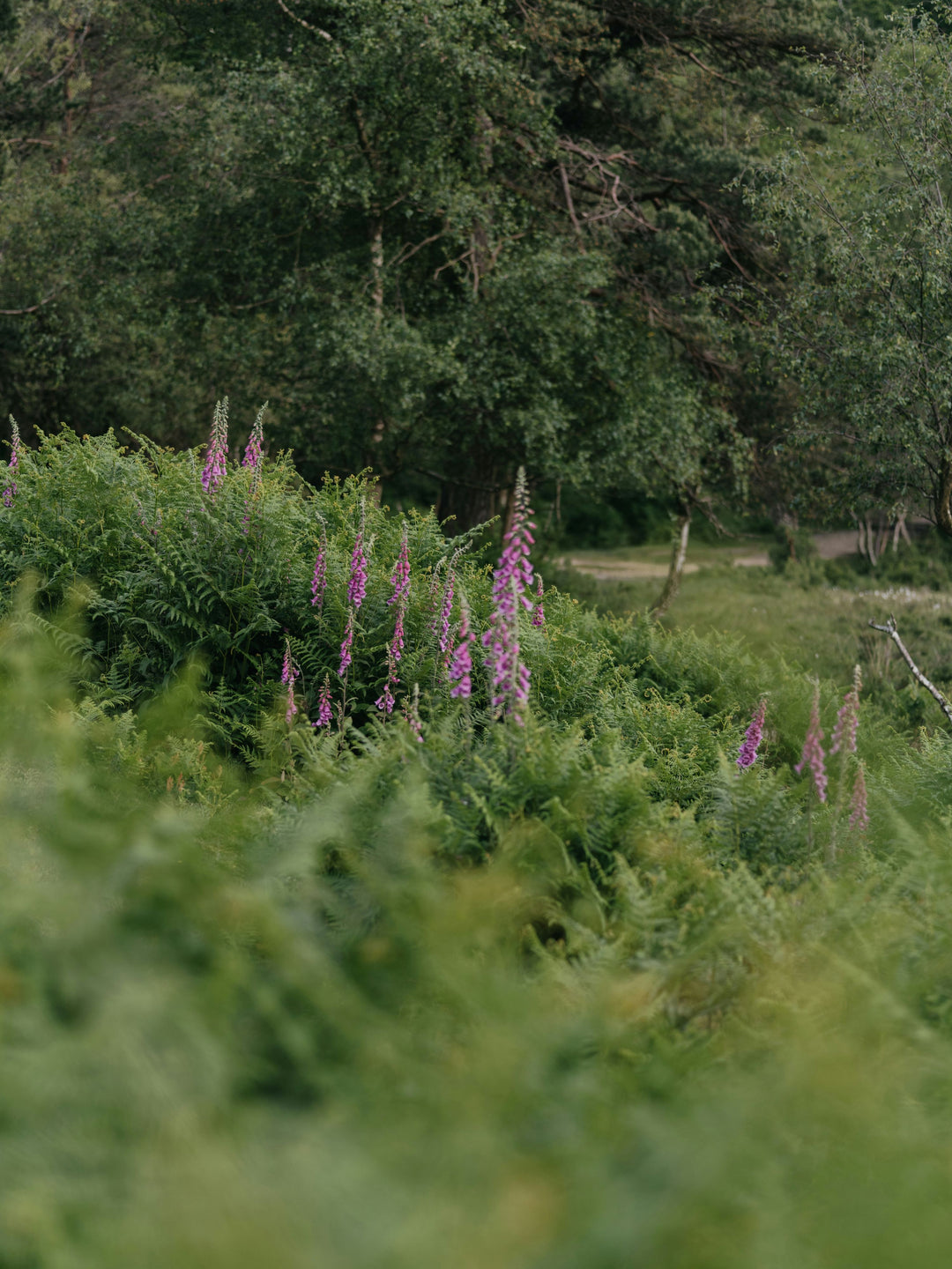 The Digitalis Guide – Plant Detectives