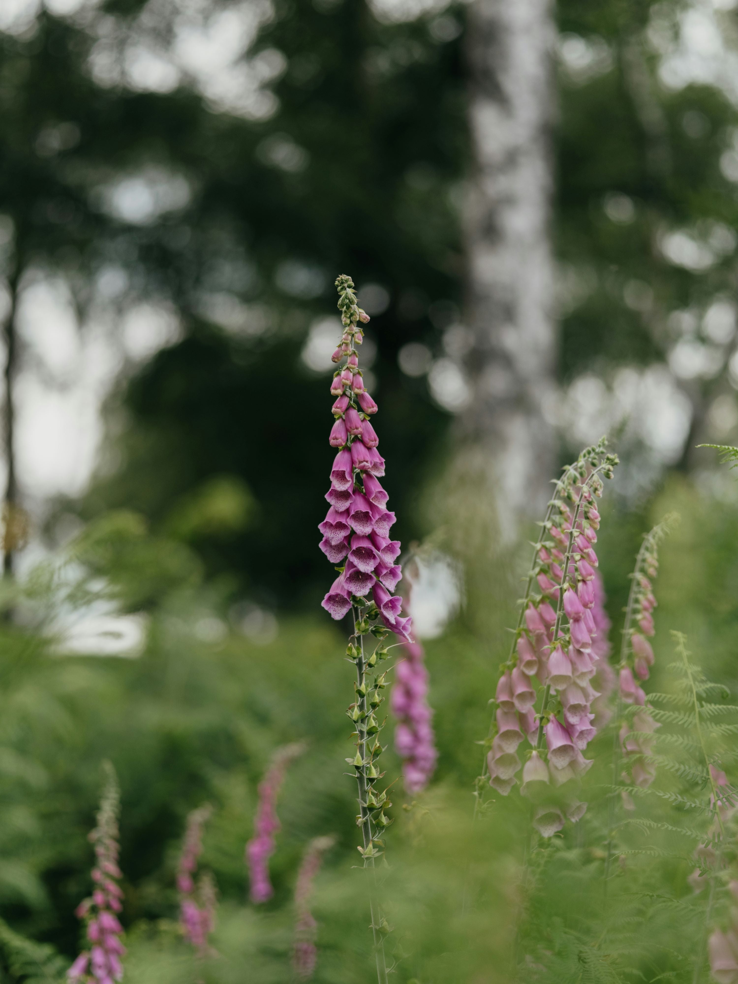 The Digitalis Guide – Plant Detectives