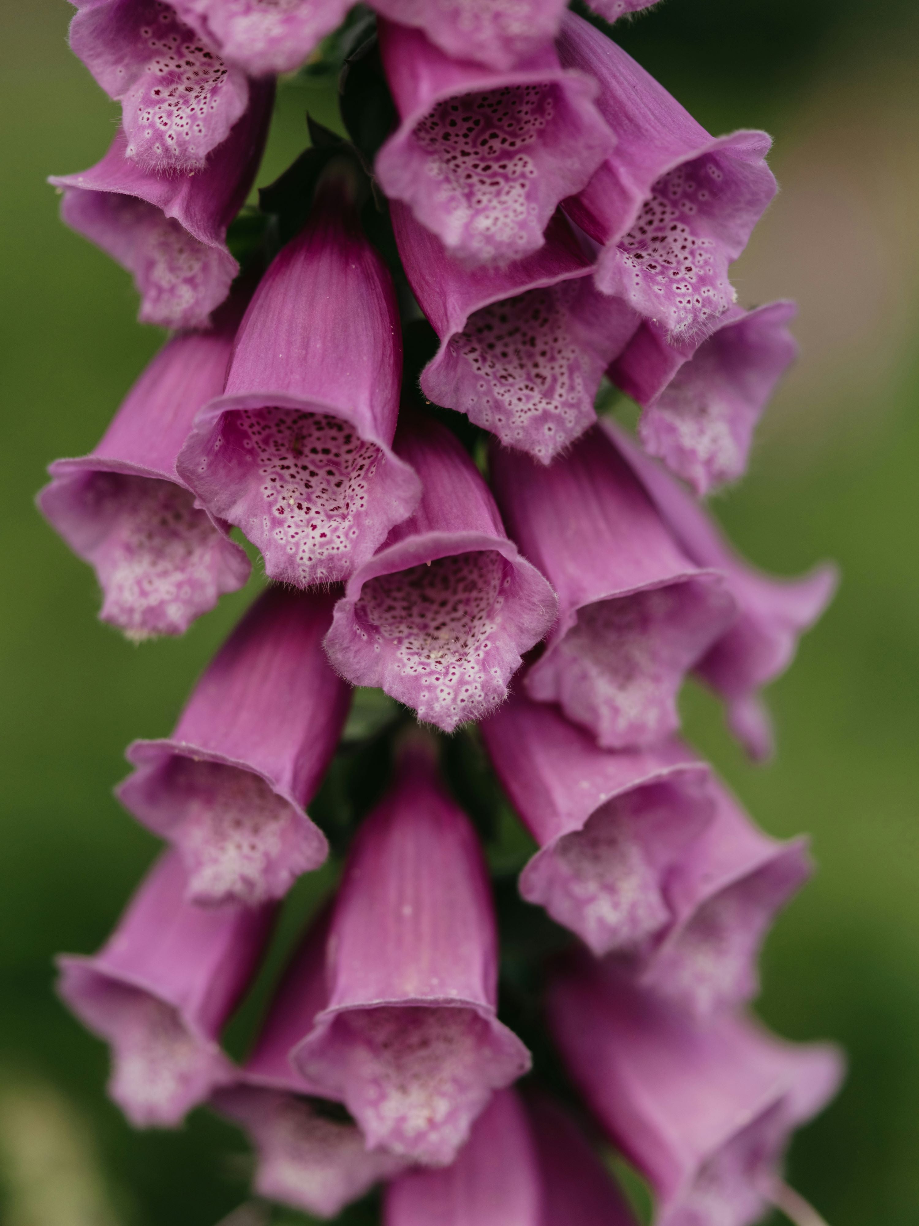 The Digitalis Guide – Plant Detectives