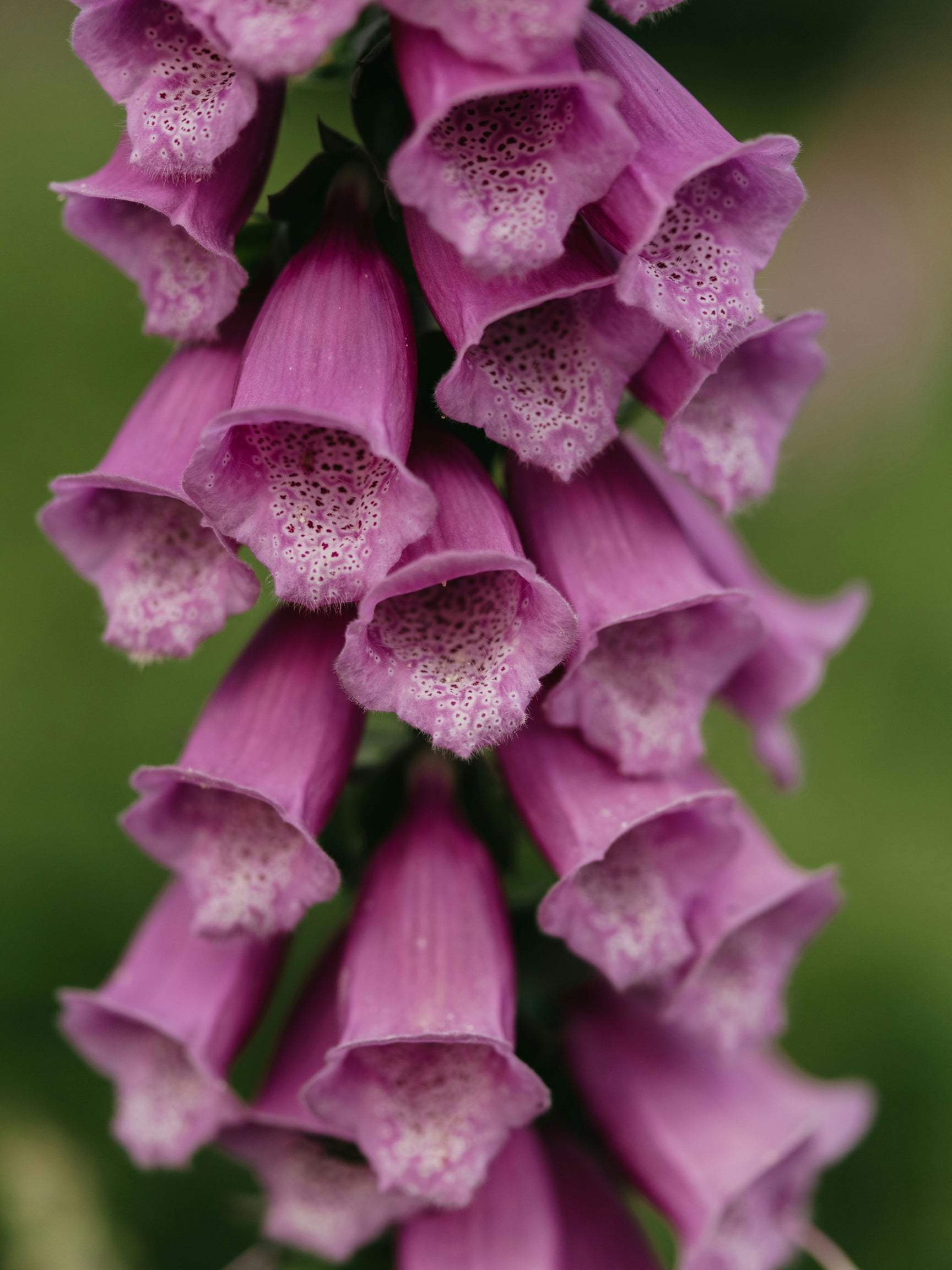 The Digitalis Guide – Plant Detectives