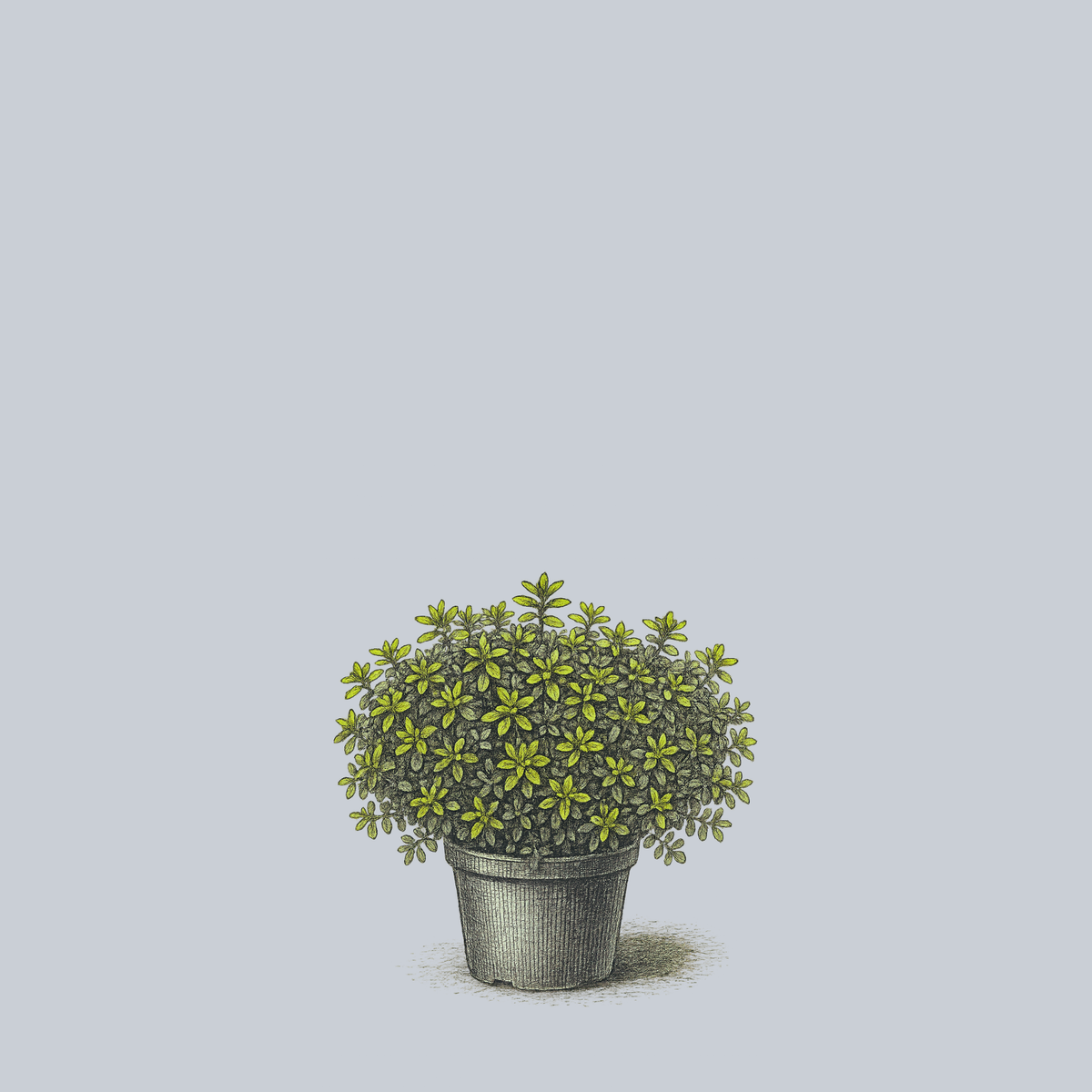 Doone Valley Lemon Thyme – Plant Detectives