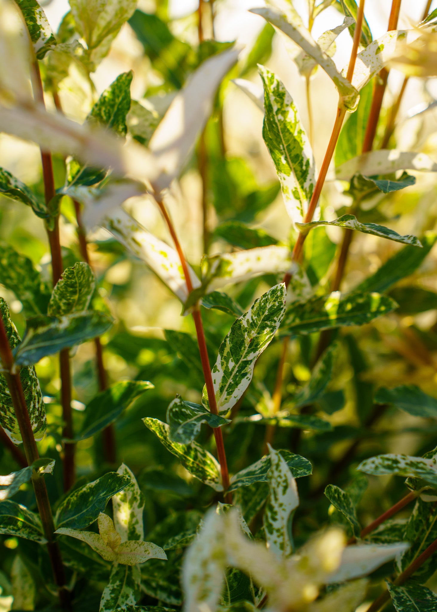 Plant of the Week - Dappled Willow – Plant Detectives