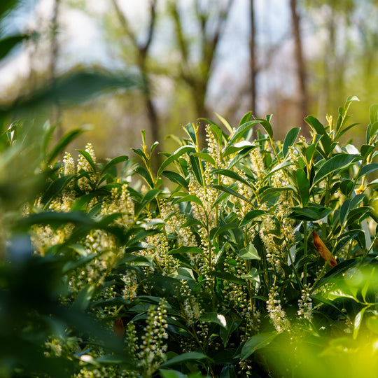 The Cherry Laurel Guide – Plant Detectives