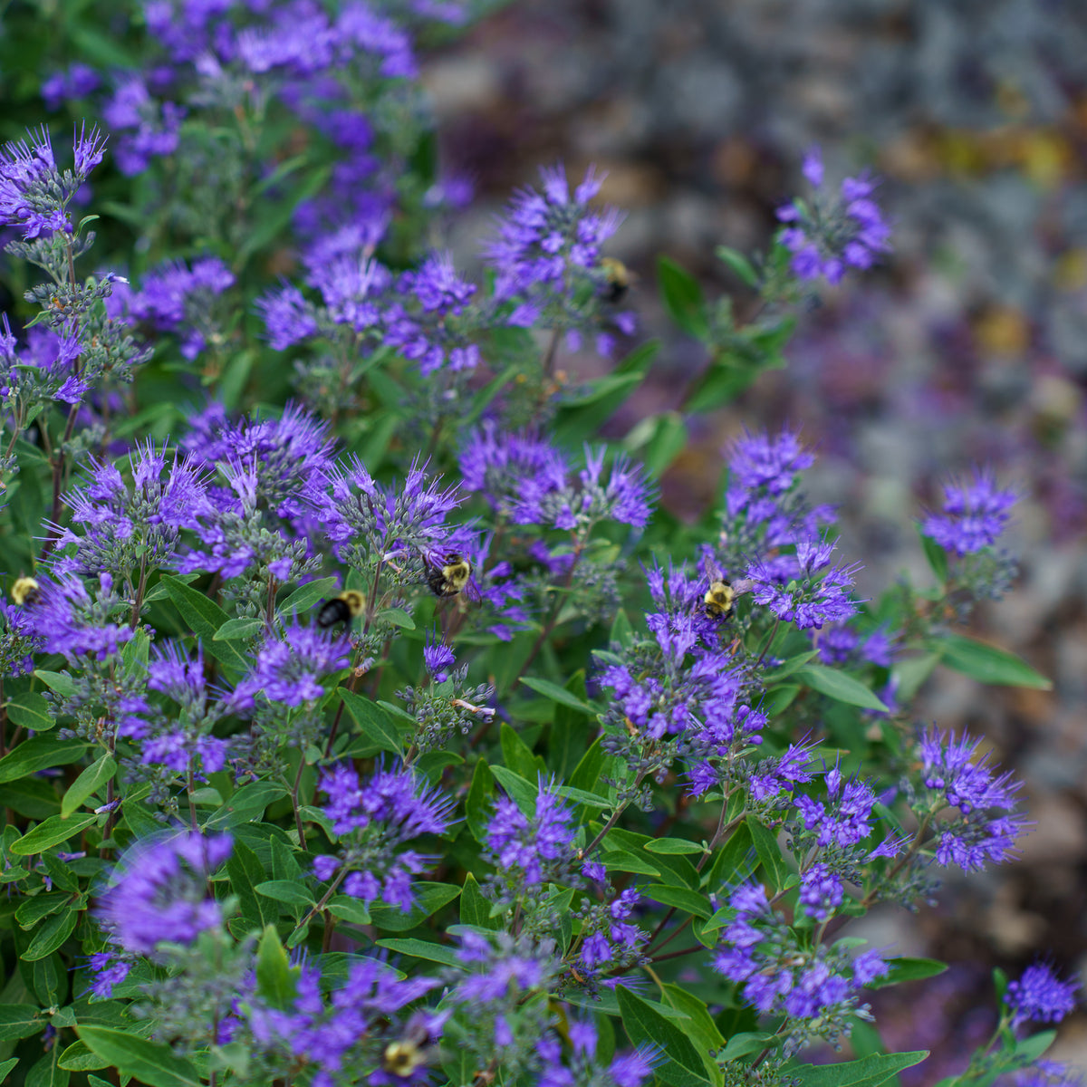 Dark Knight Bluebeard – Plant Detectives