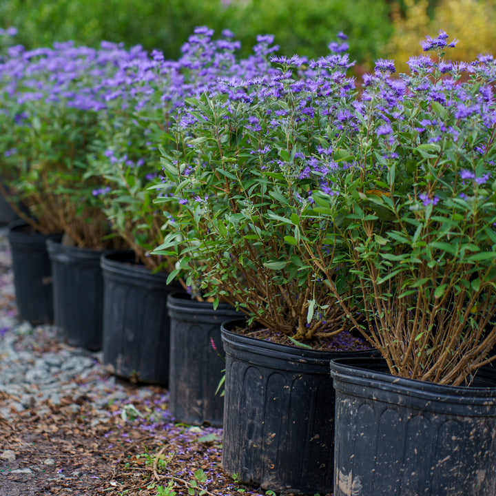 The Bluebeard Guide – Plant Detectives