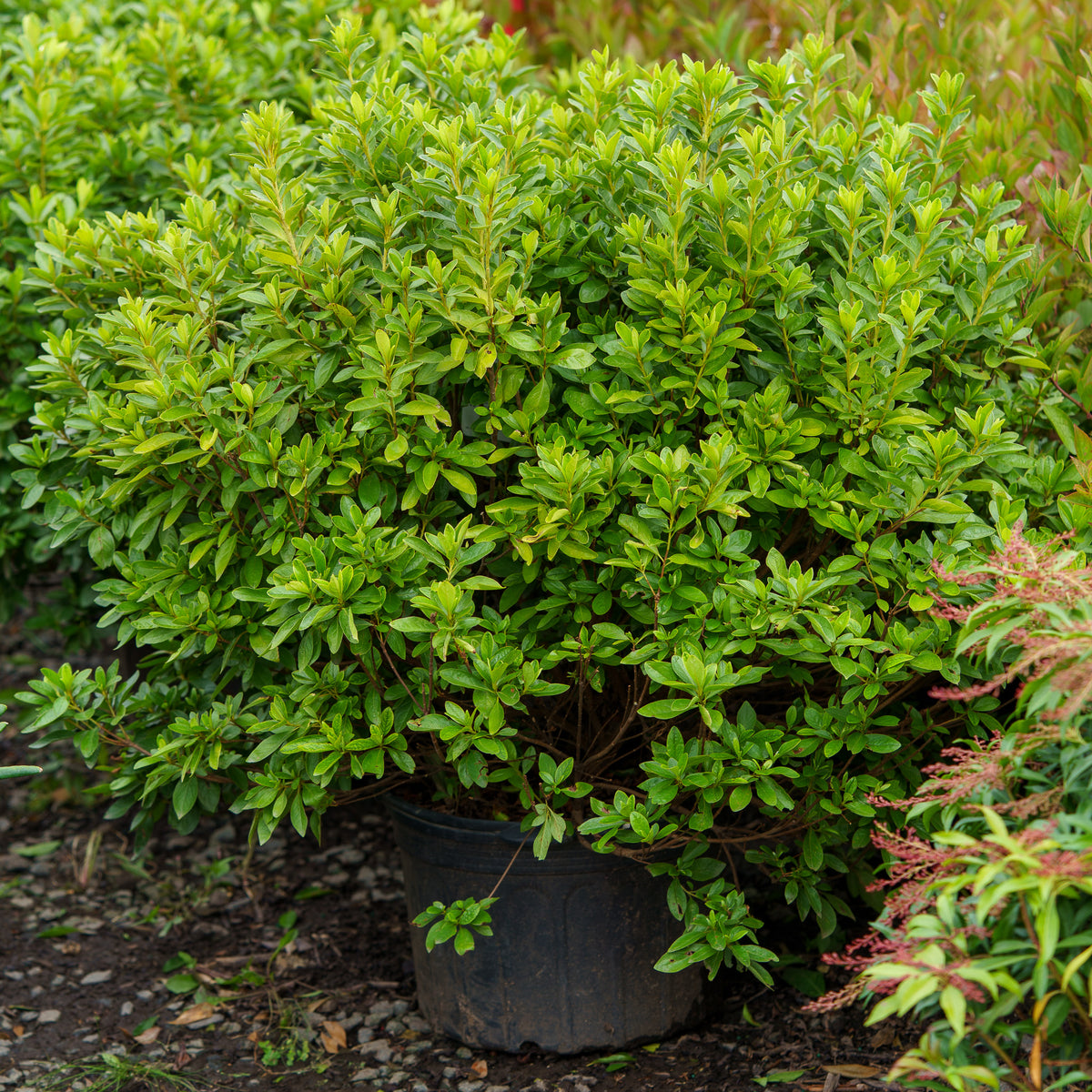 Deleware Valley White Azalea – Plant Detectives