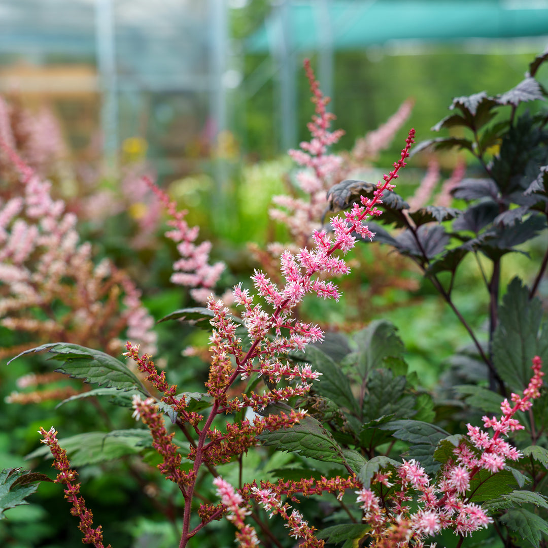The Astilbe Guide – Plant Detectives
