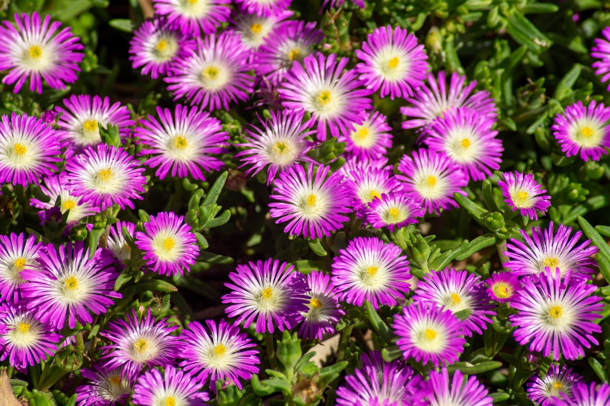 The Delosperma Guide – Plant Detectives