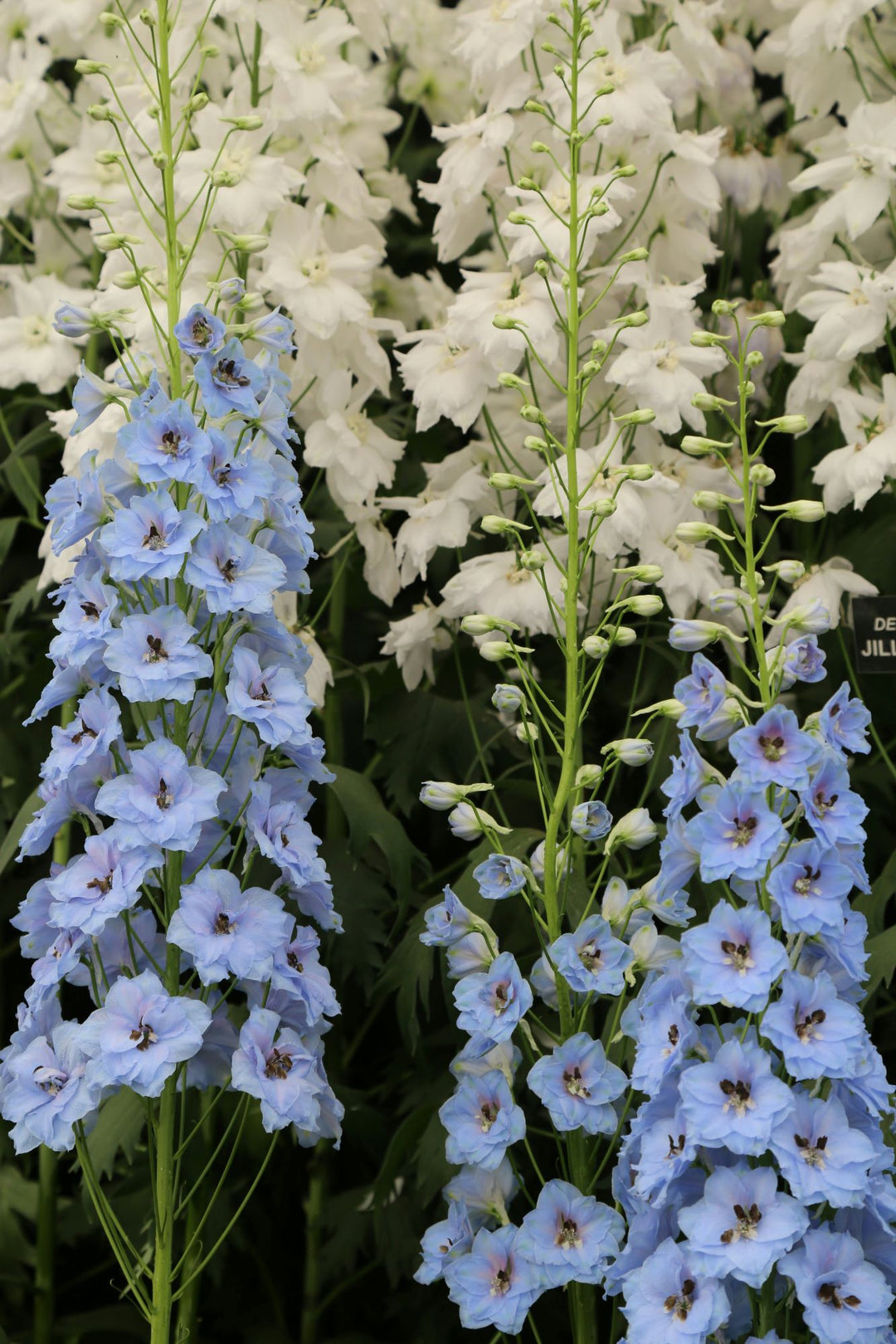 Delphinium – Plant Detectives