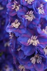 The Delphinium Guide – Plant Detectives