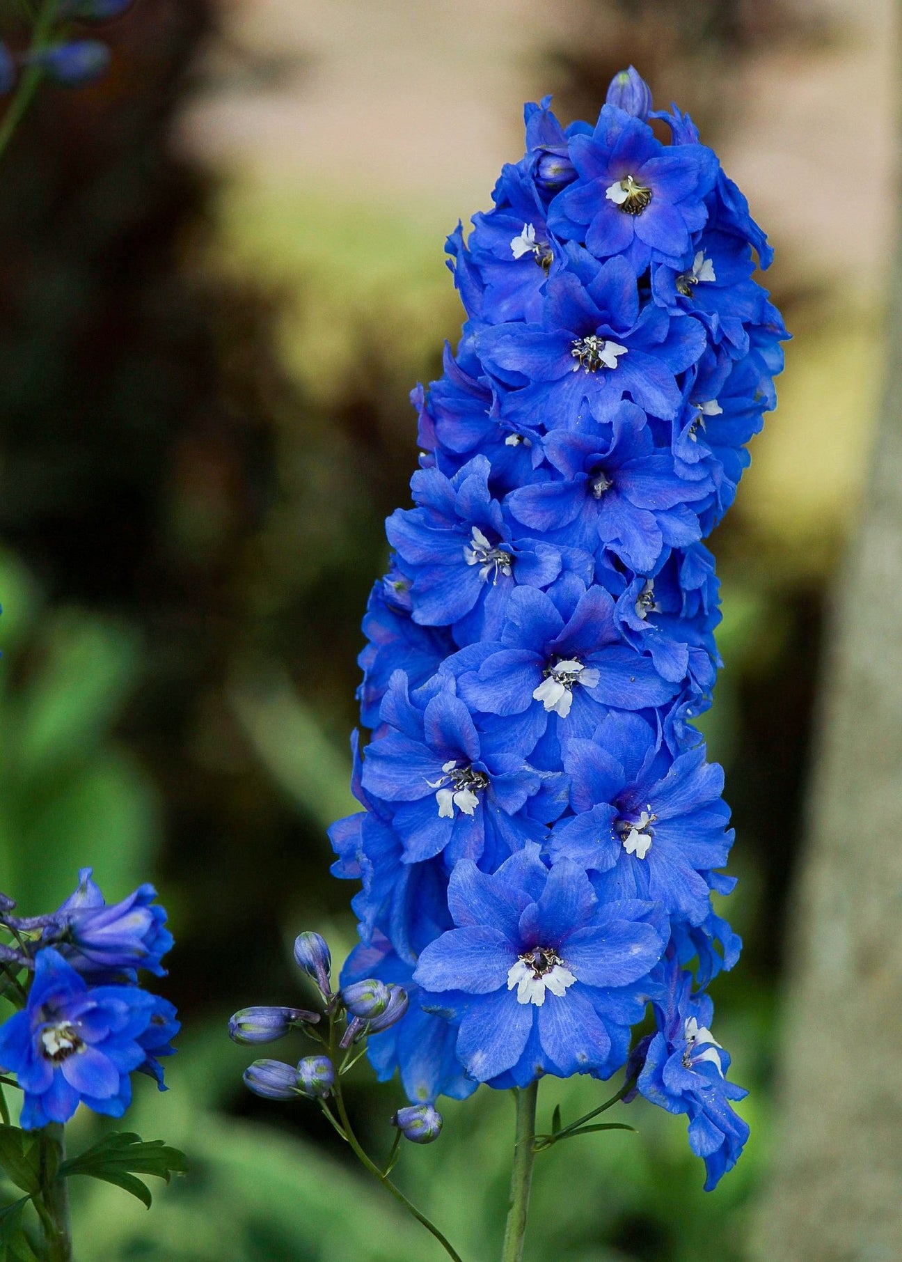 The Delphinium Guide – Plant Detectives