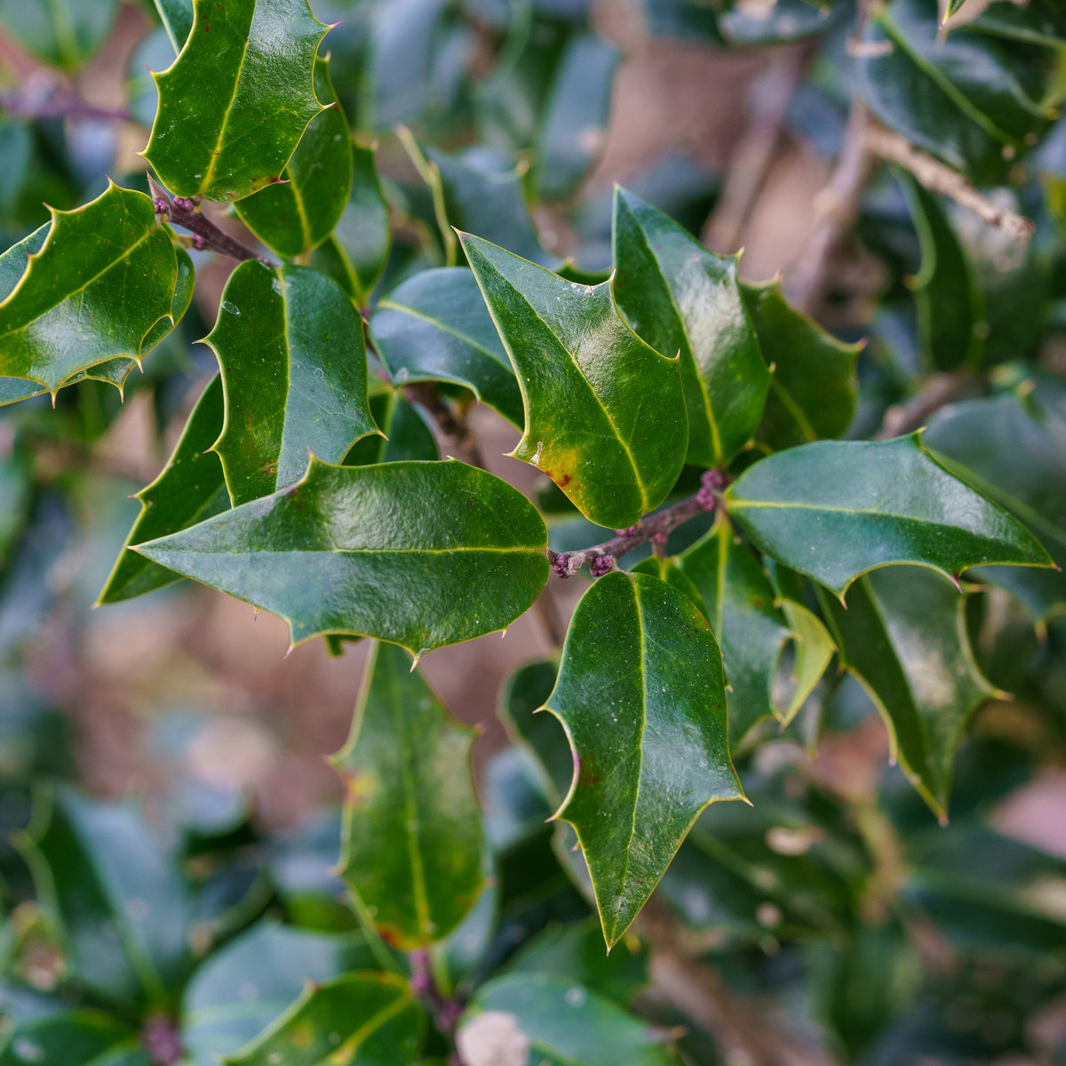 Dragon Lady Holly – Plant Detectives