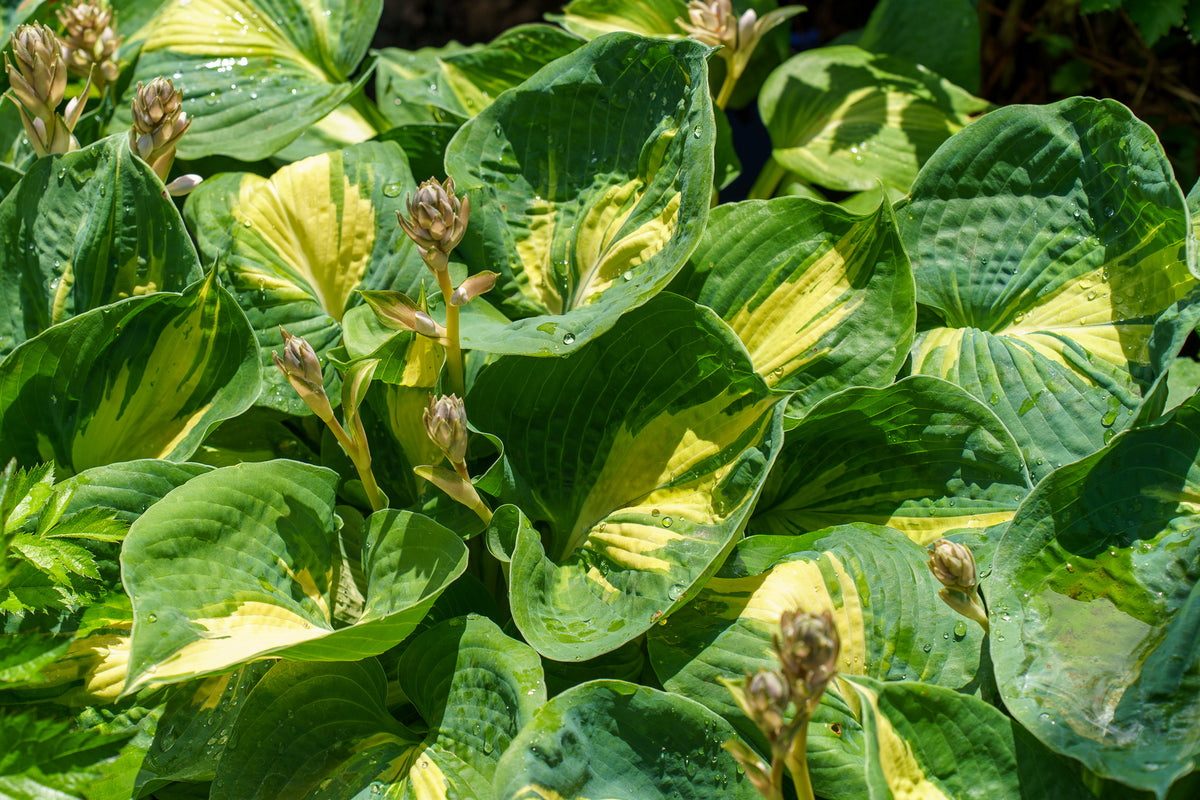 Dream Weaver Hosta – Plant Detectives