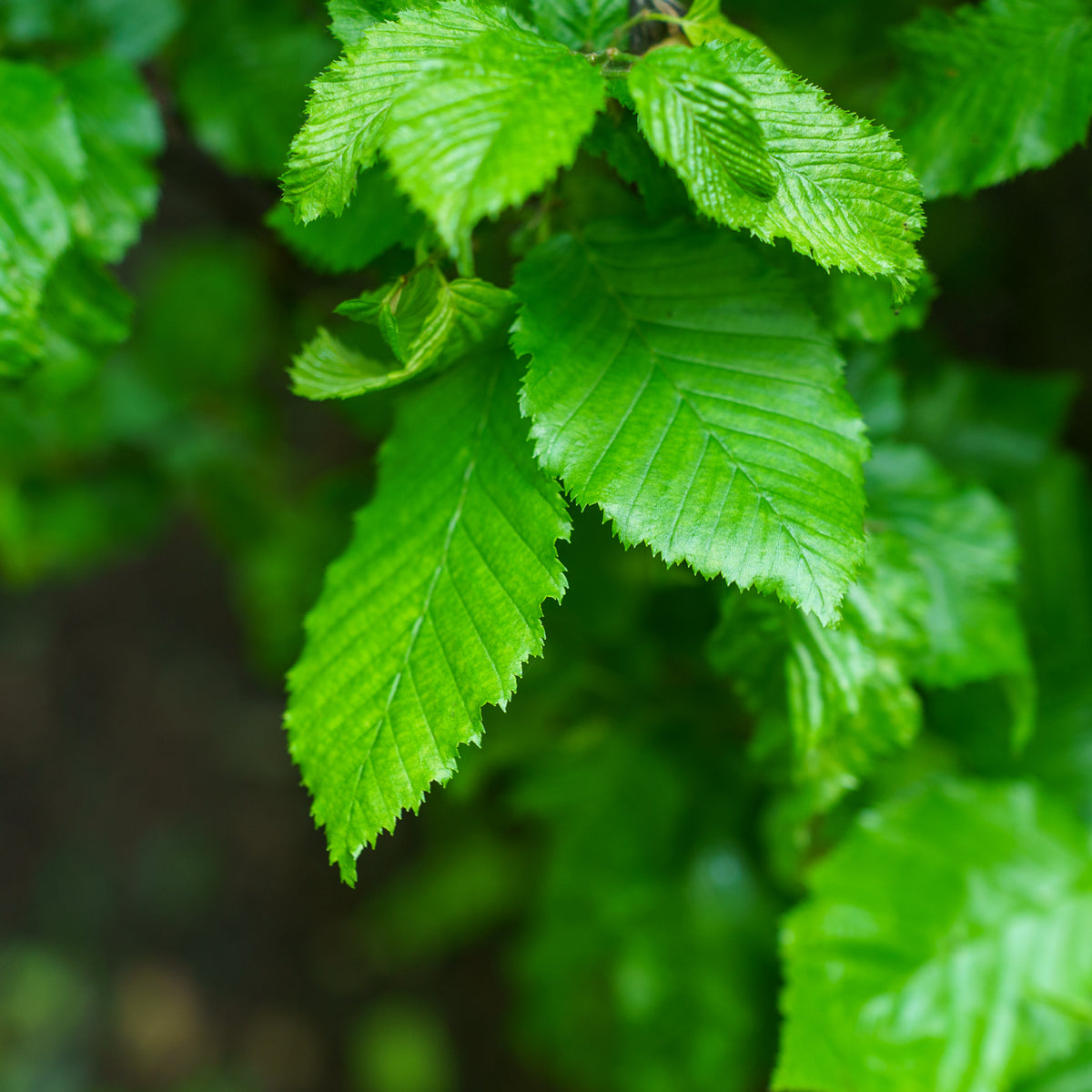 Dwarf Columnar European Hornbeam – Plant Detectives