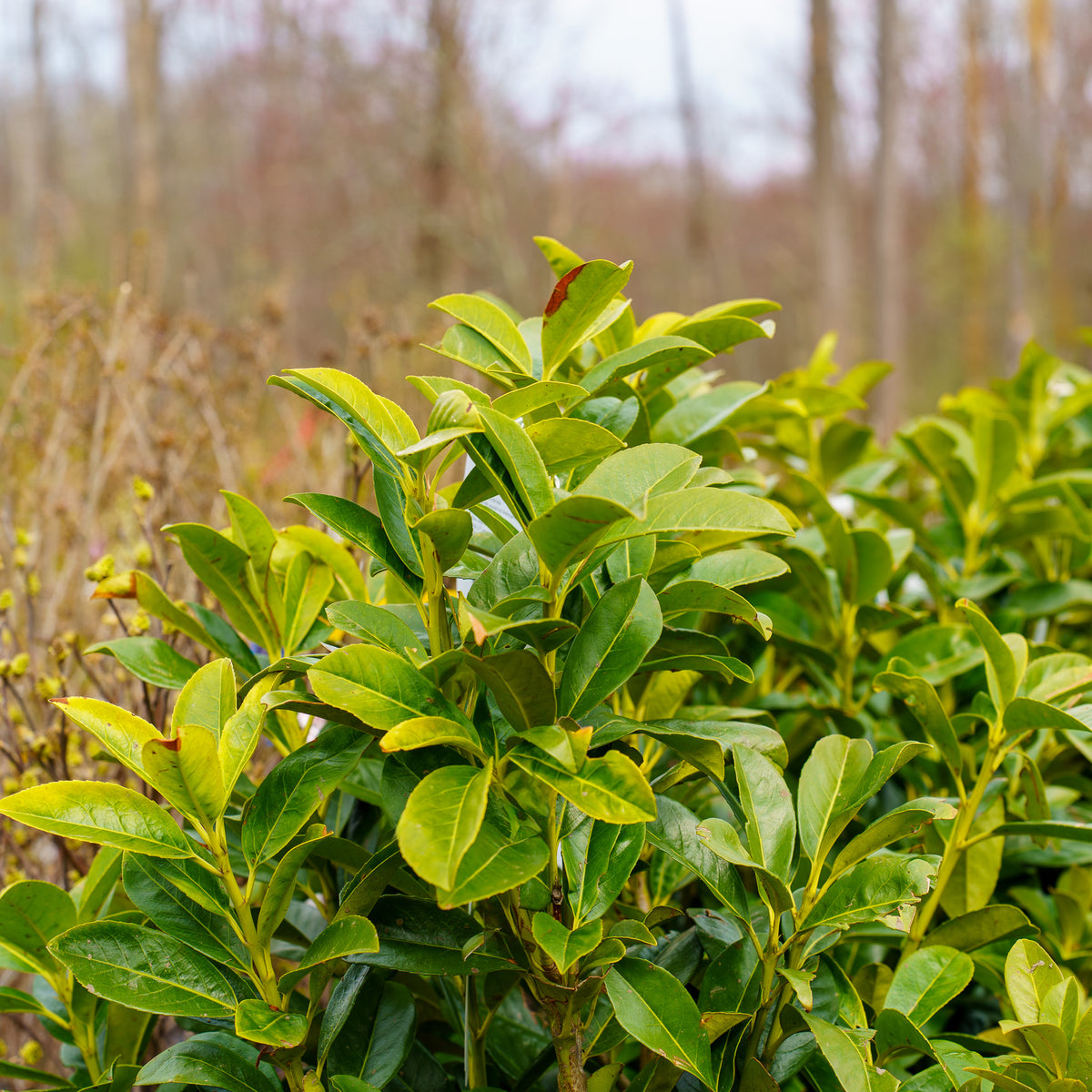 Dwarf Cherry Laurel – Plant Detectives