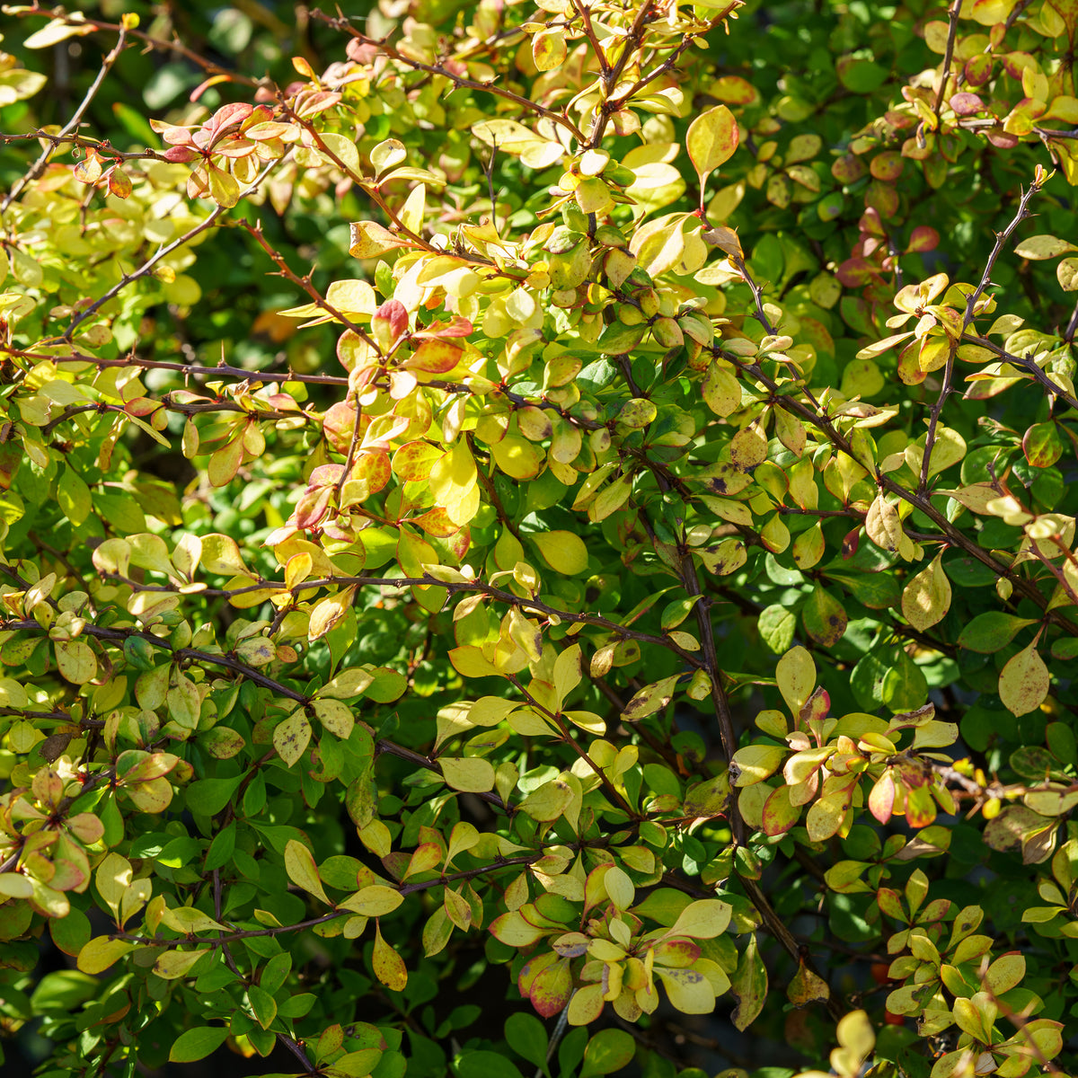 Dwarf Golden Barberry – Plant Detectives
