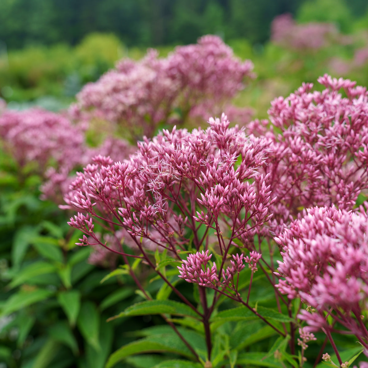 Baby Joe Joe Pye Weed – Plant Detectives