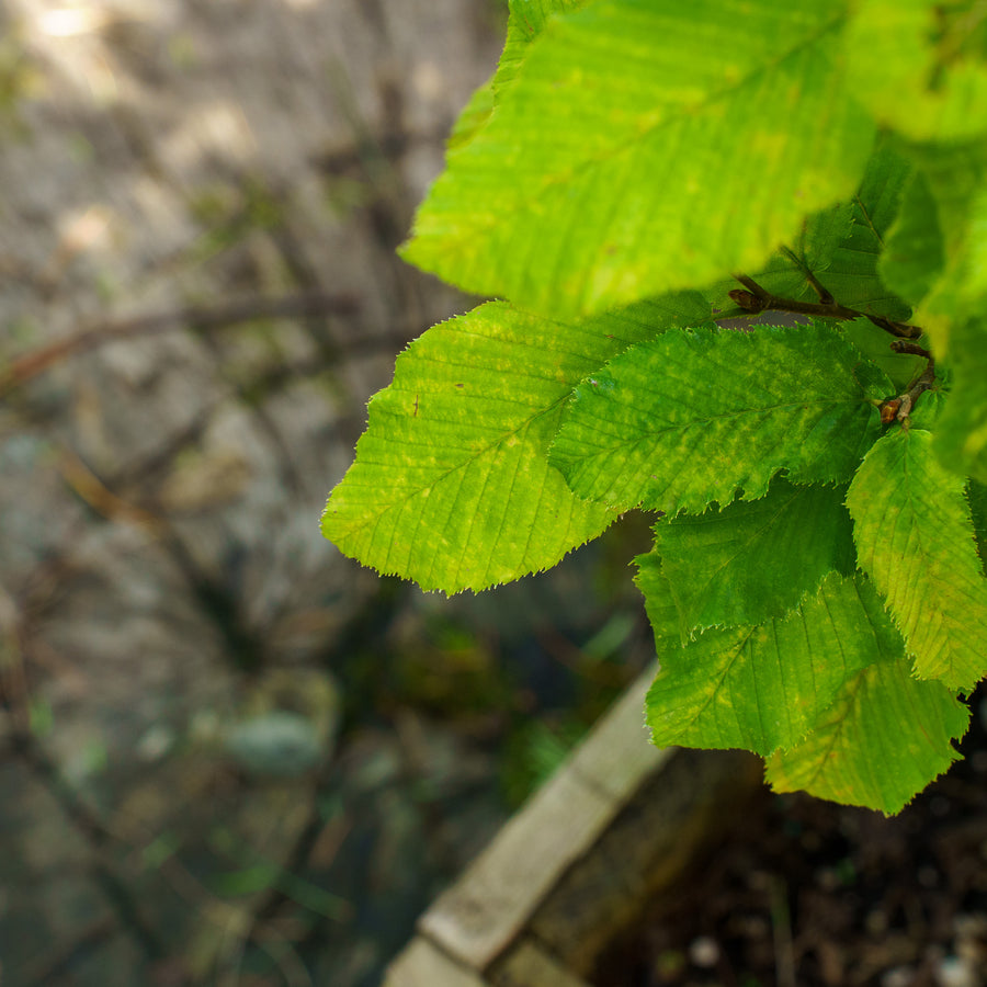 The Hornbeam Guide – Plant Detectives