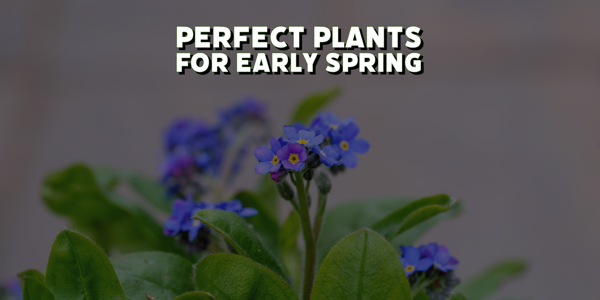 Perfect Perennials For Early Spring – Plant Detectives