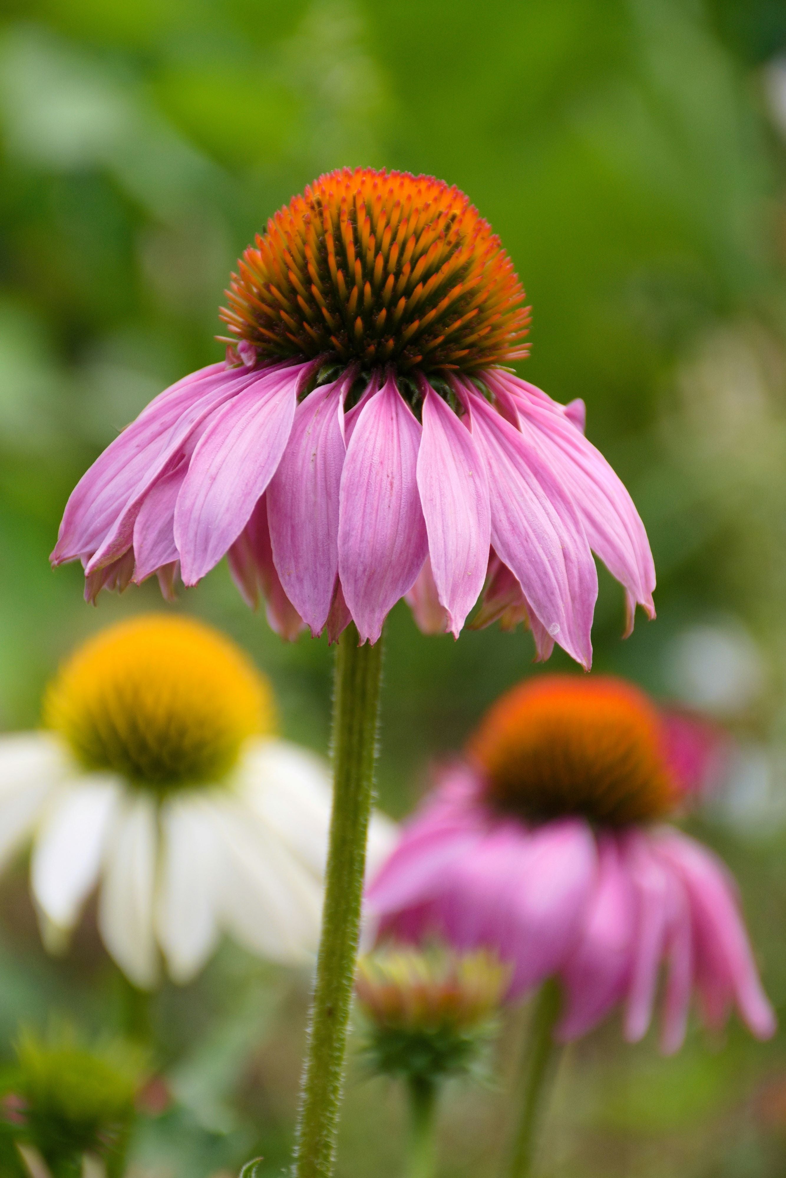 Coneflower (Echinacea) – Plant Detectives
